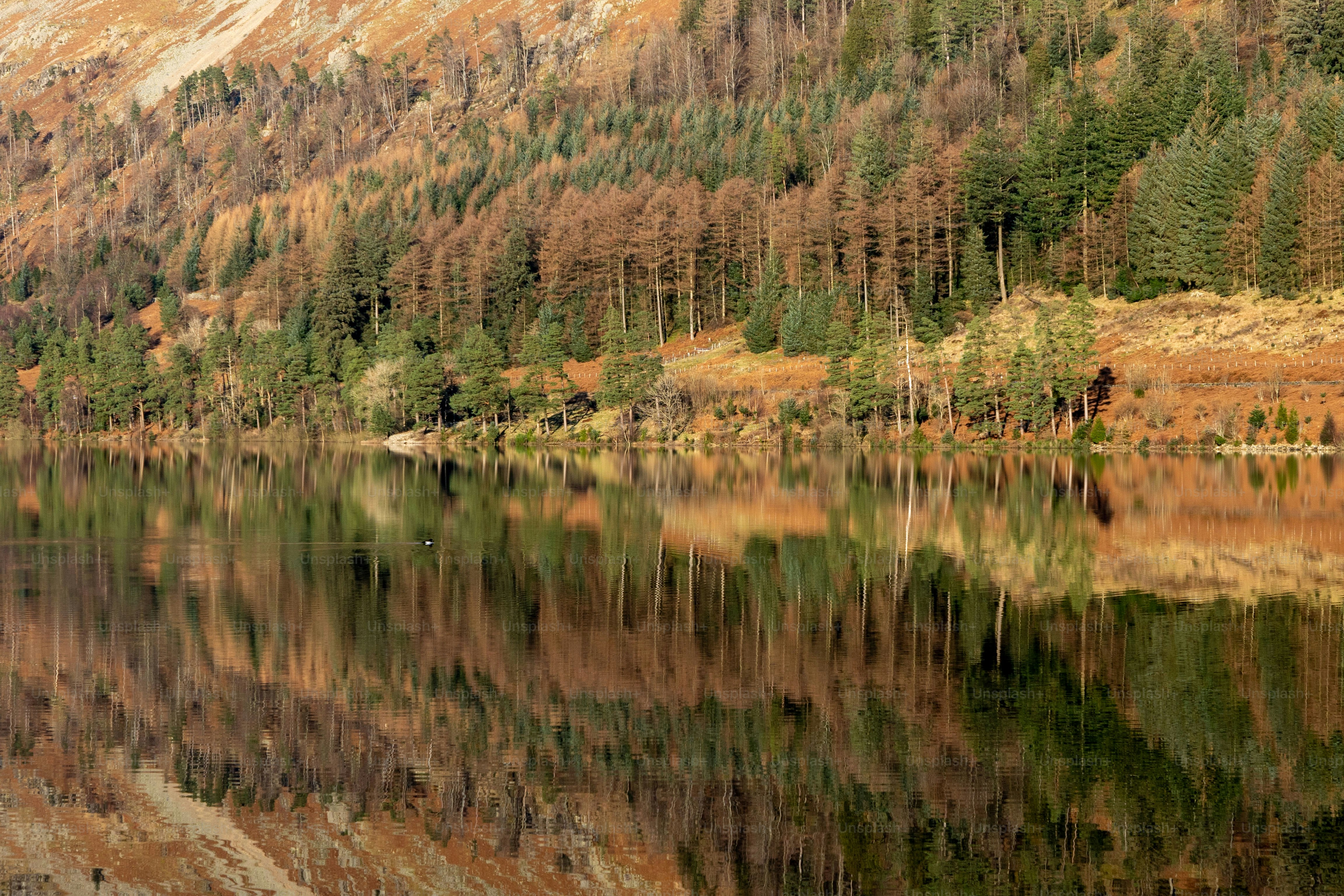 A lake surrounded by a forest filled with lots of trees photo – Keswick ...