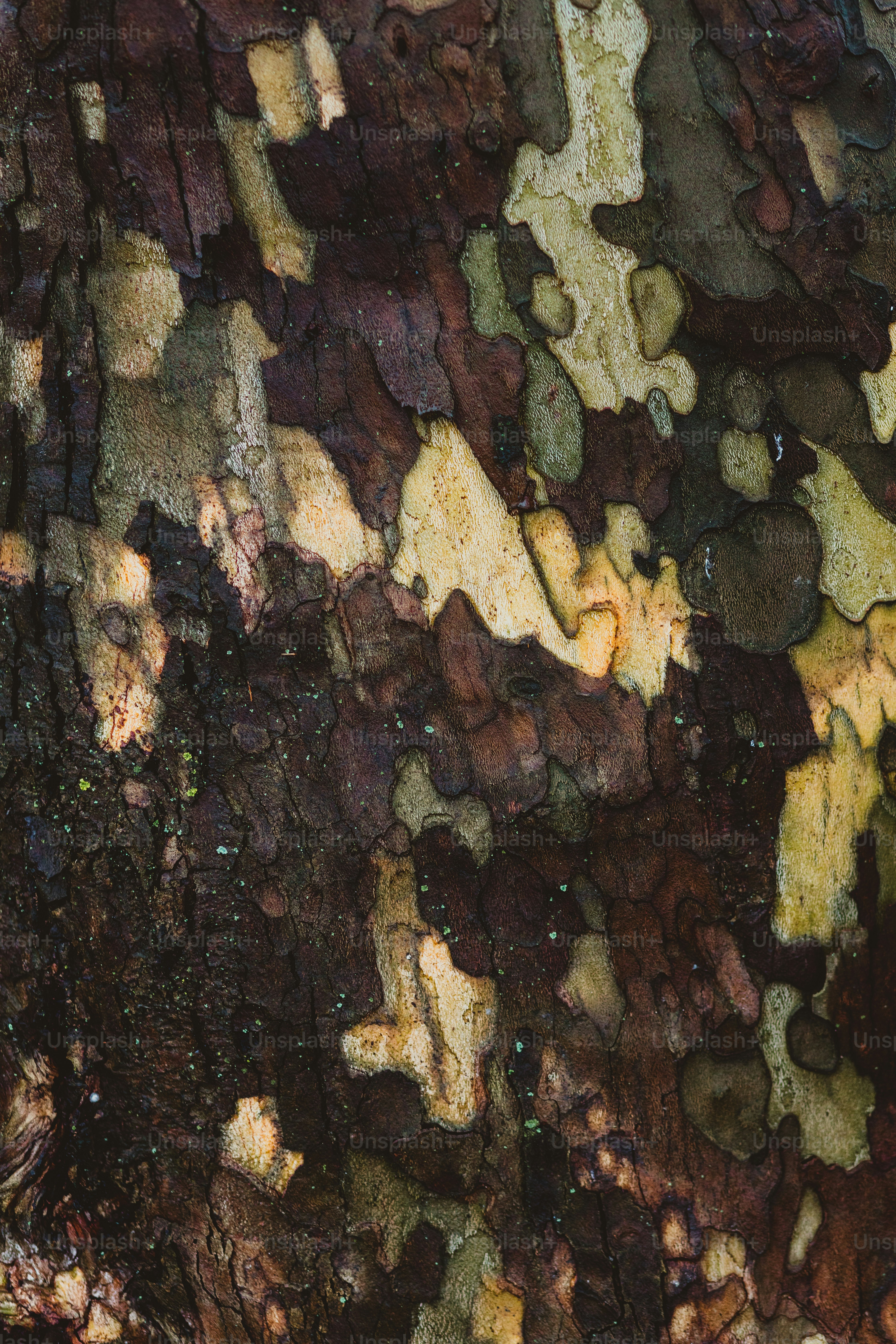 A close up of a tree bark with yellow and brown colors photo – Tree ...