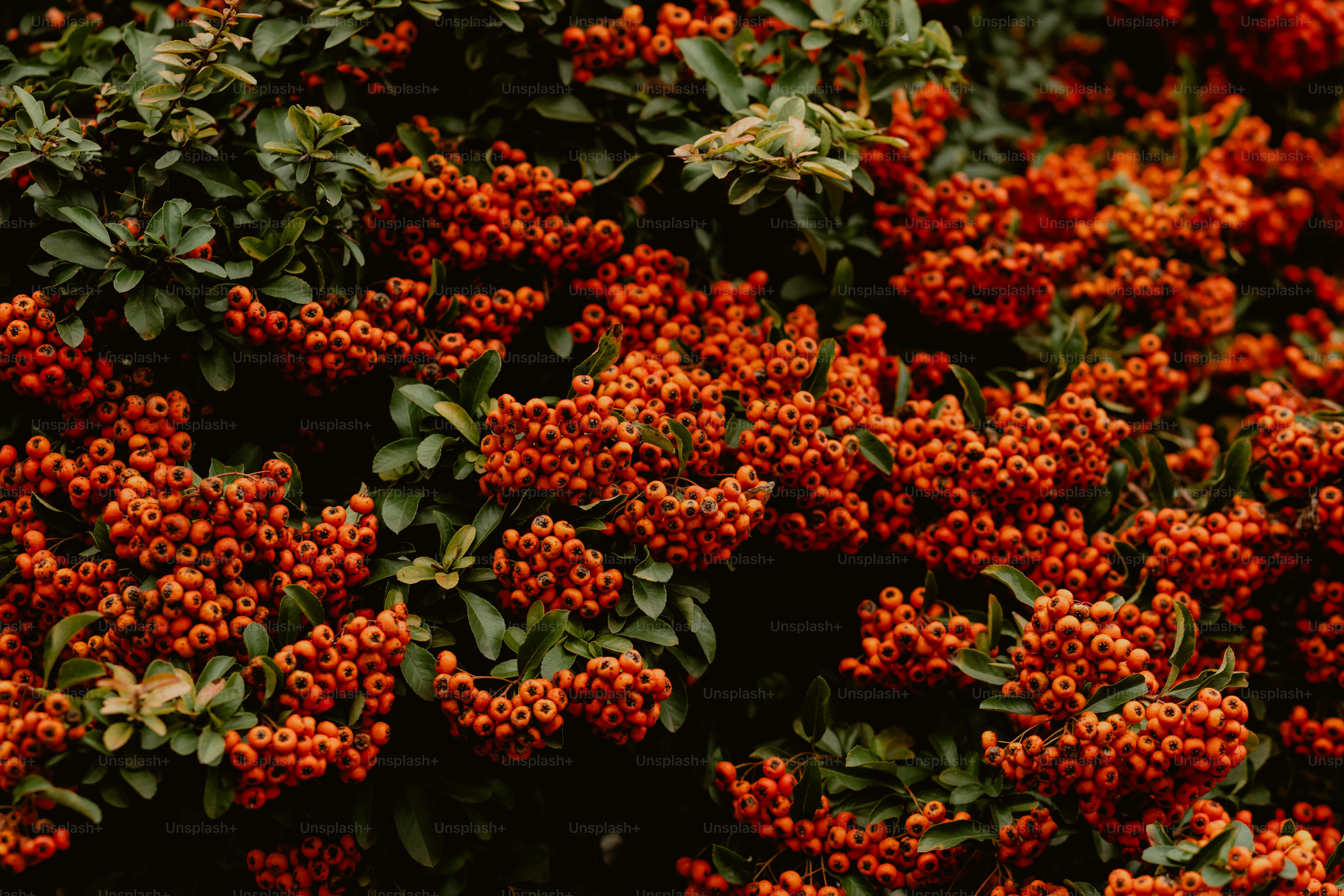 A bunch of small orange berries on a bush photo – Close up Image on ...