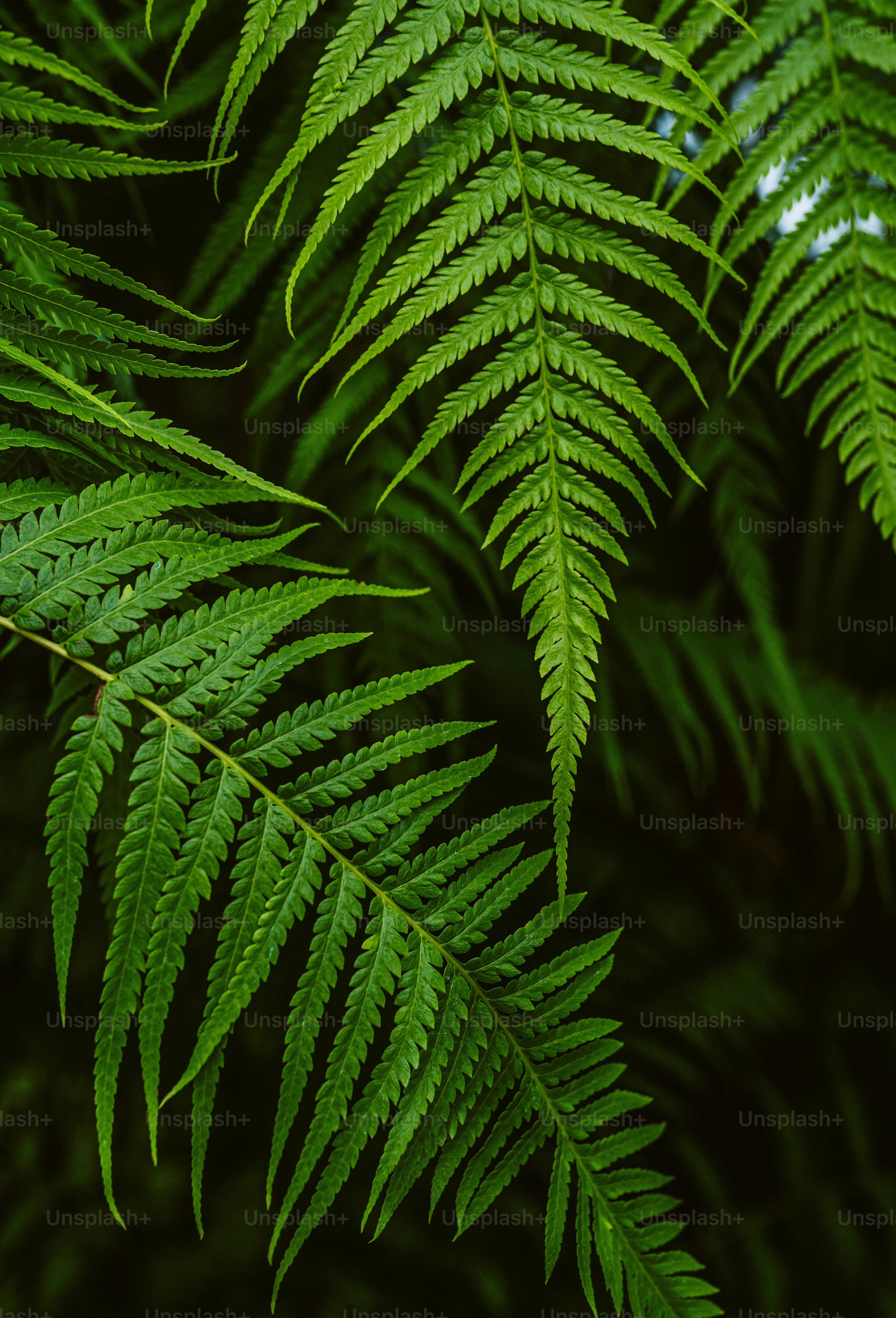 500+ Environmental Pictures | Download Free Images on Unsplash