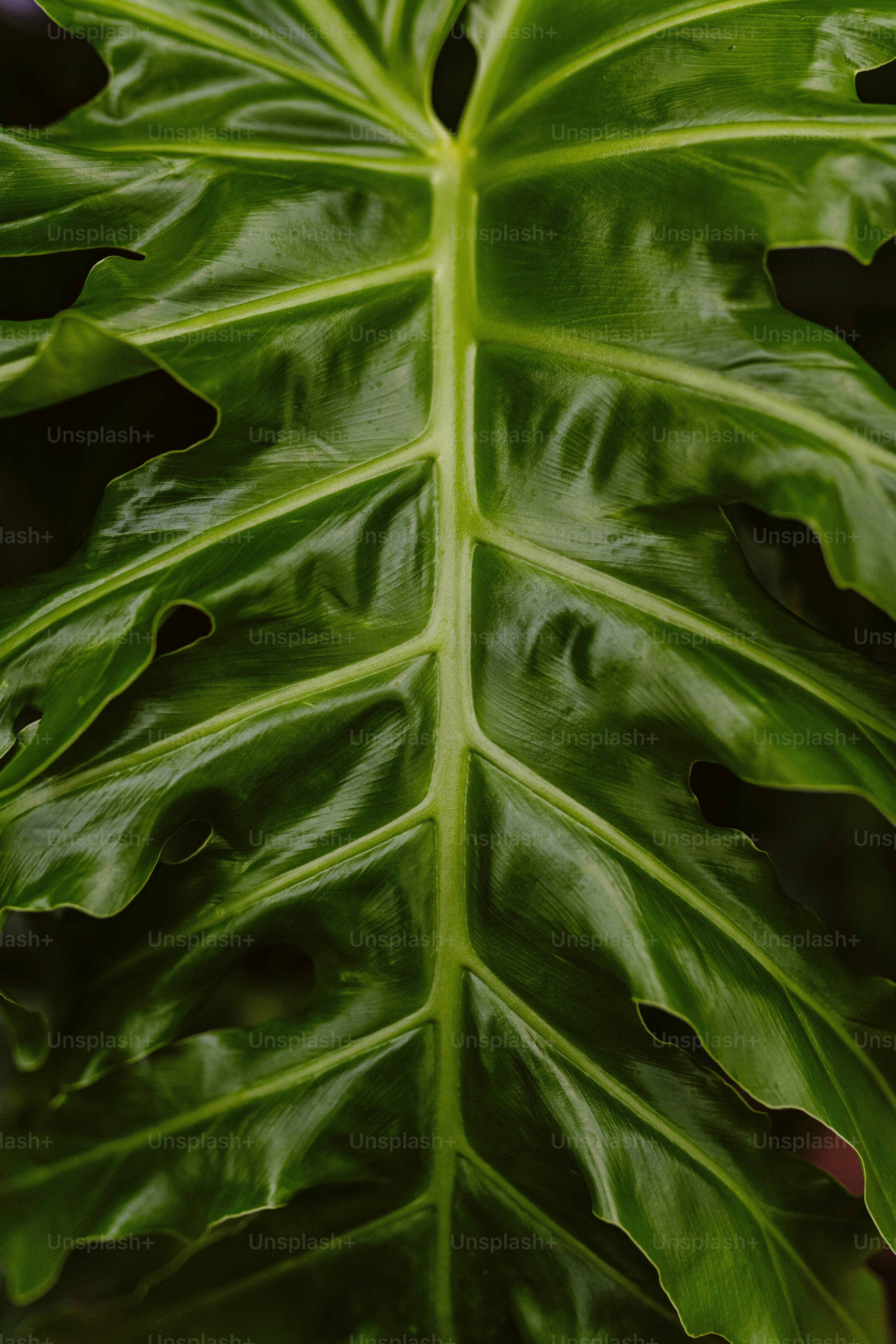A close up of a large green leaf photo – Stem Image on Unsplash