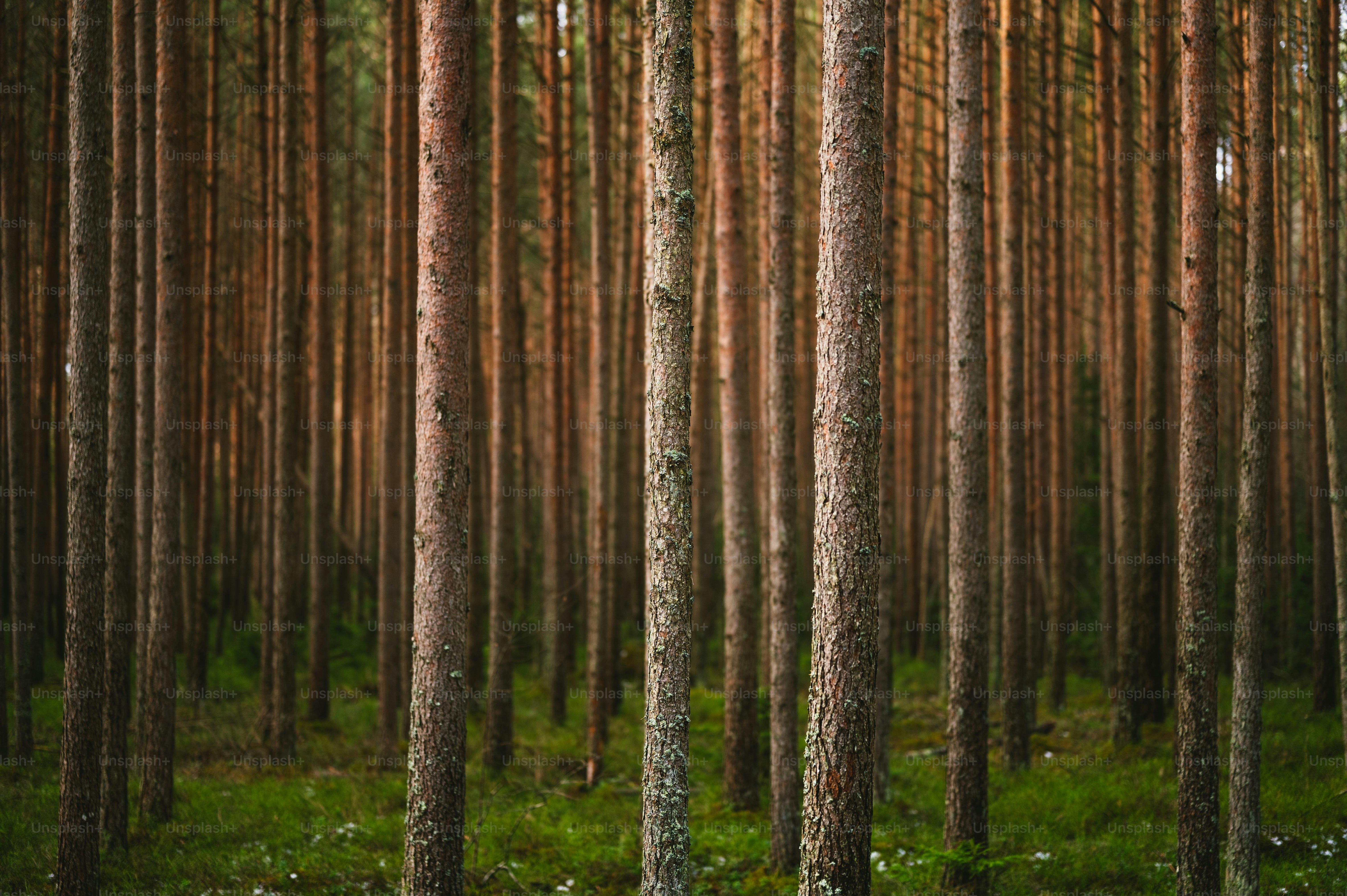 30k+ Forest Texture Pictures | Download Free Images on Unsplash