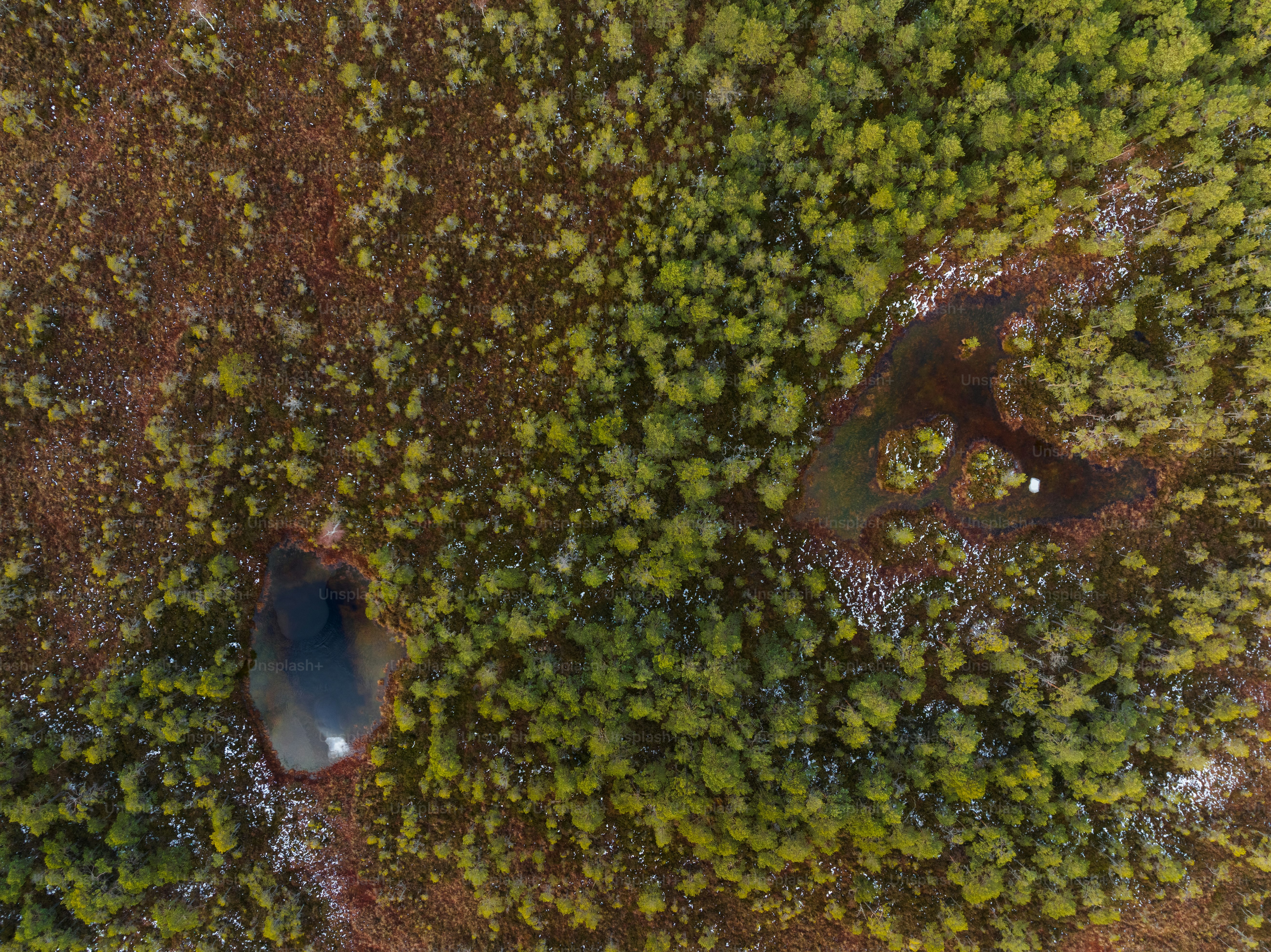 A bird's eye view of a tree covered area photo – Aerial view Image on ...