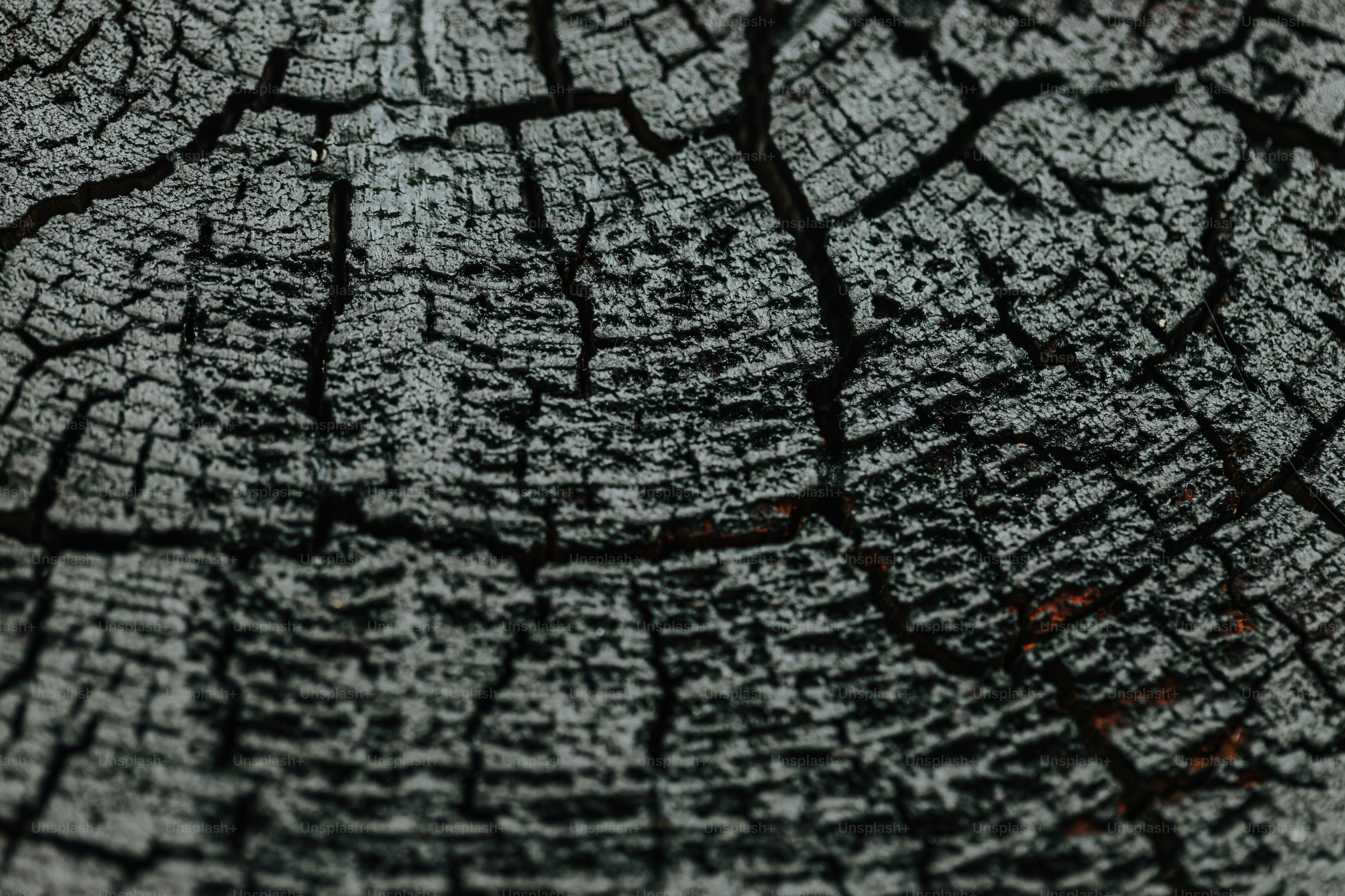 Black Tree Pictures | Download Free Images on Unsplash