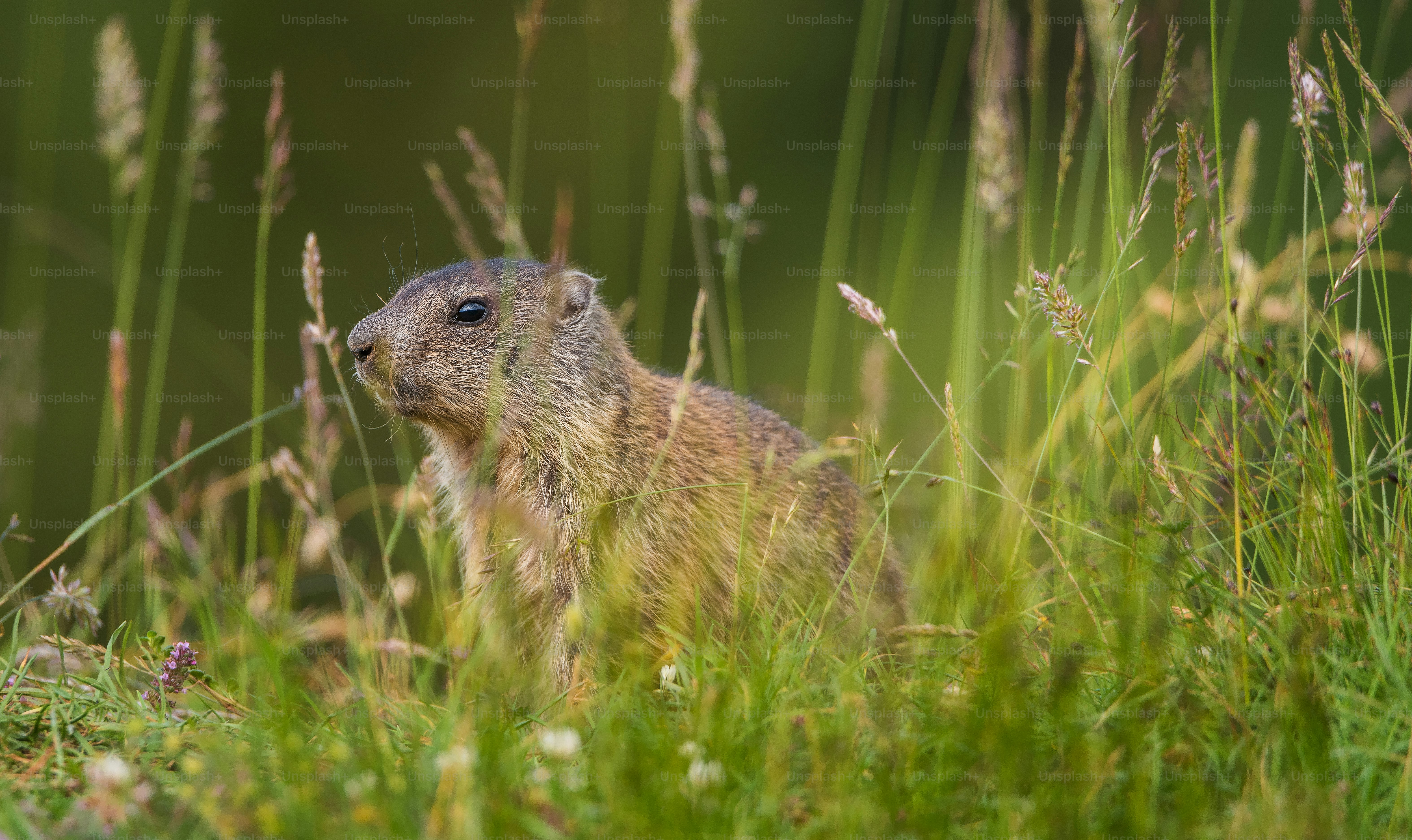 Groundhog Pictures | Download Free Images on Unsplash
