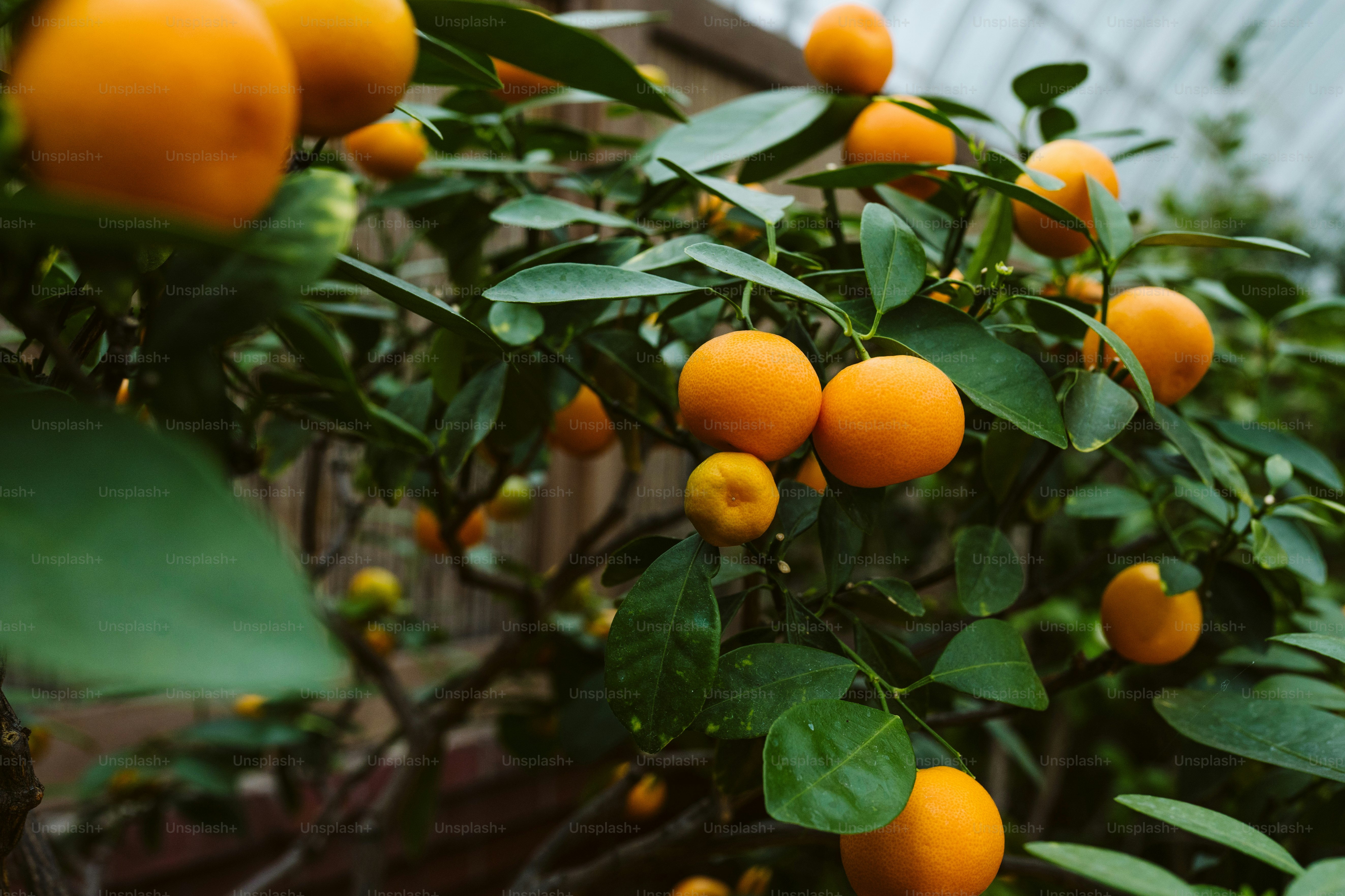 A tree filled with lots of ripe oranges photo – Orange tree Image on ...