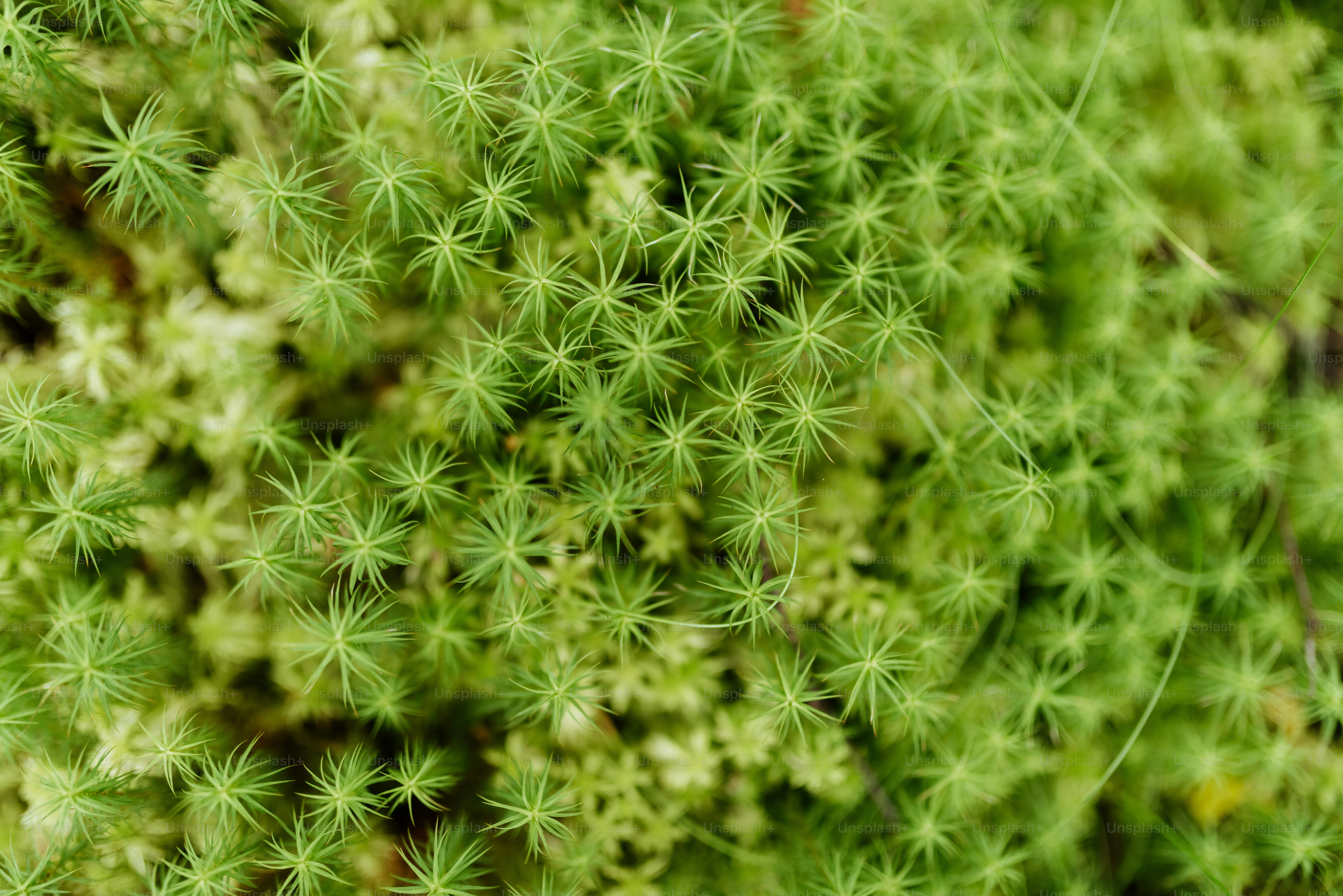 500+ Moss Pictures | Download Free Images on Unsplash