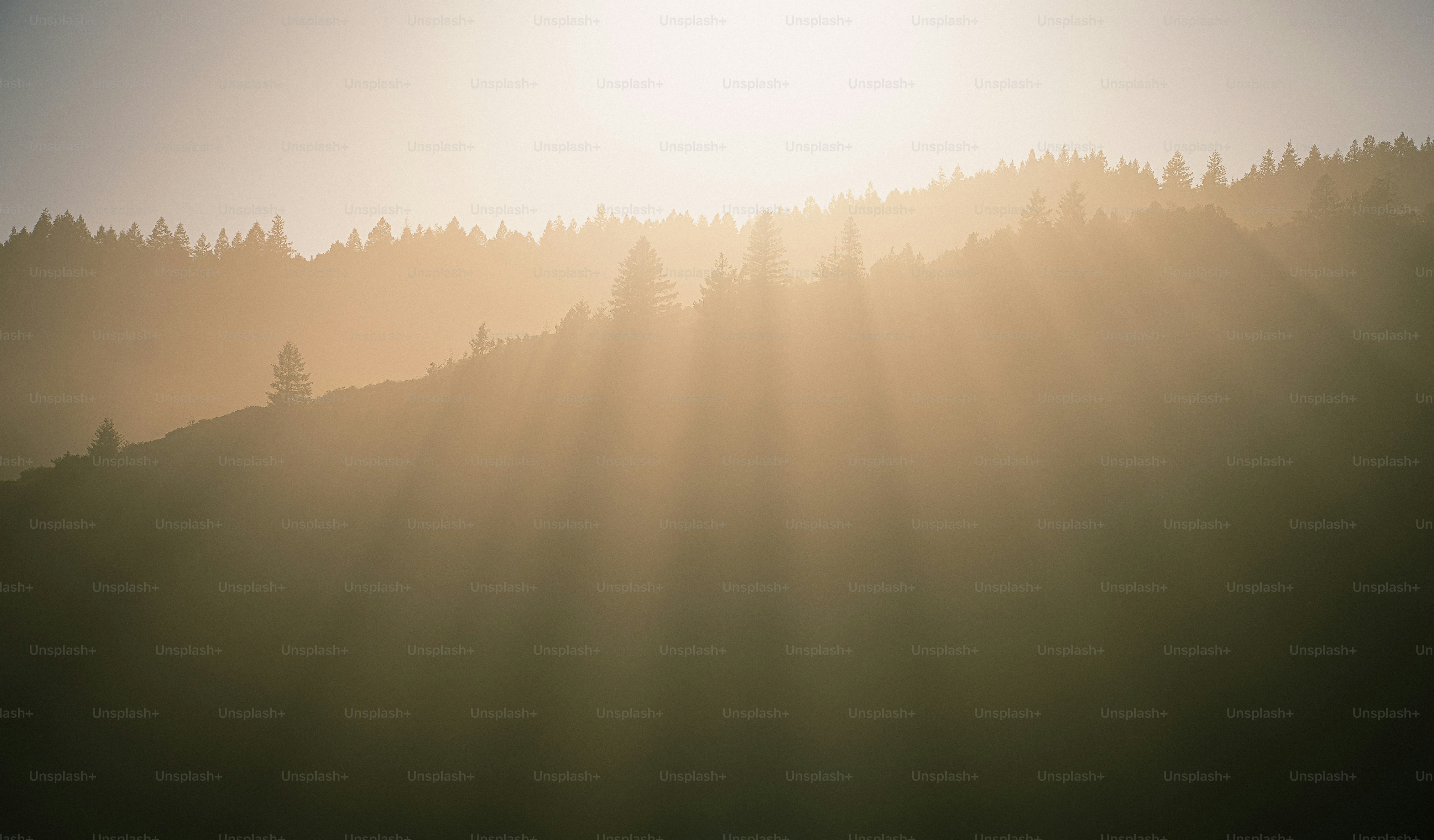 The sun shines through the trees on a mountain photo – California Image ...