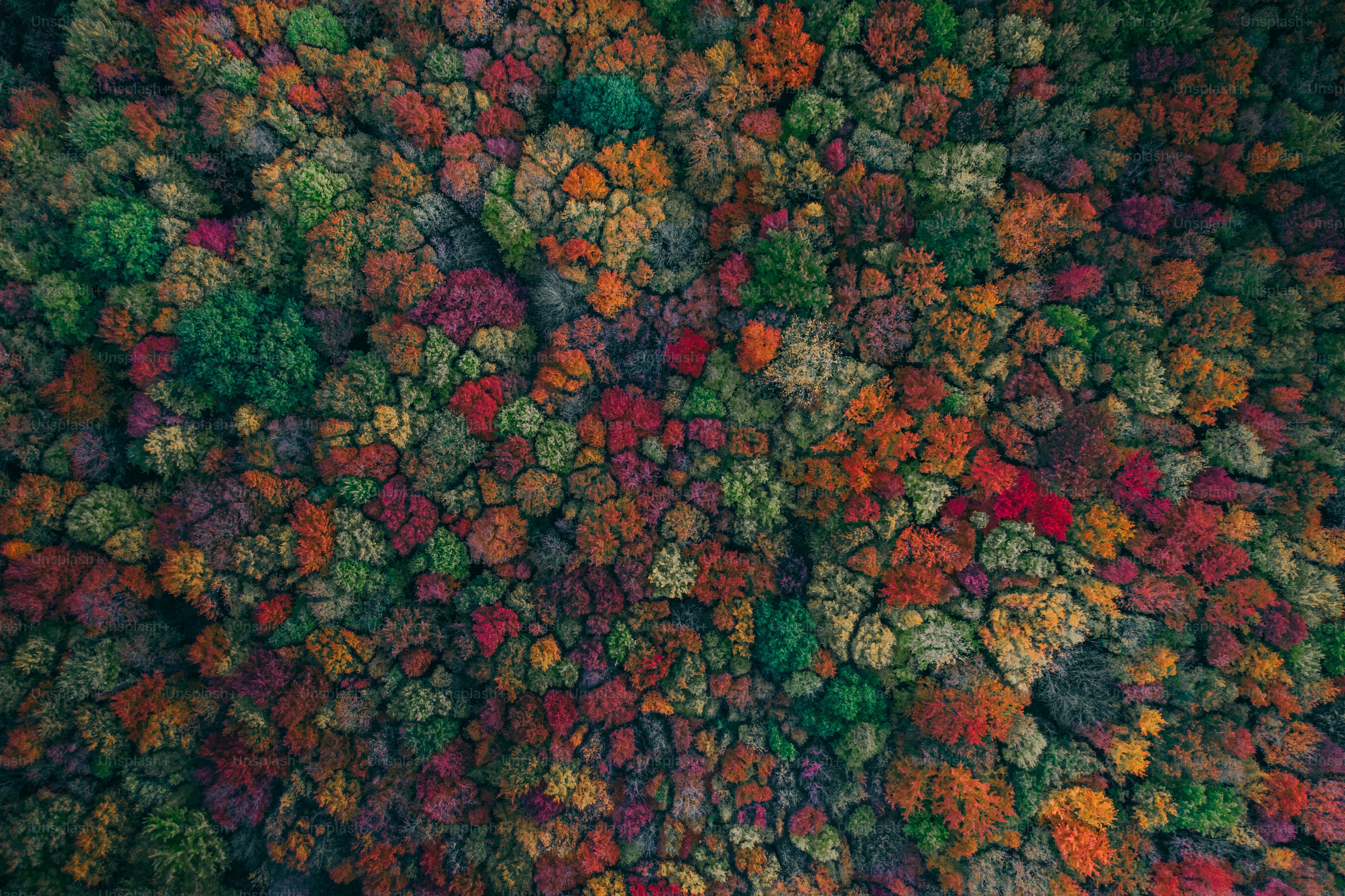 An aerial view of a forest with lots of trees photo – Wallpaper Image ...