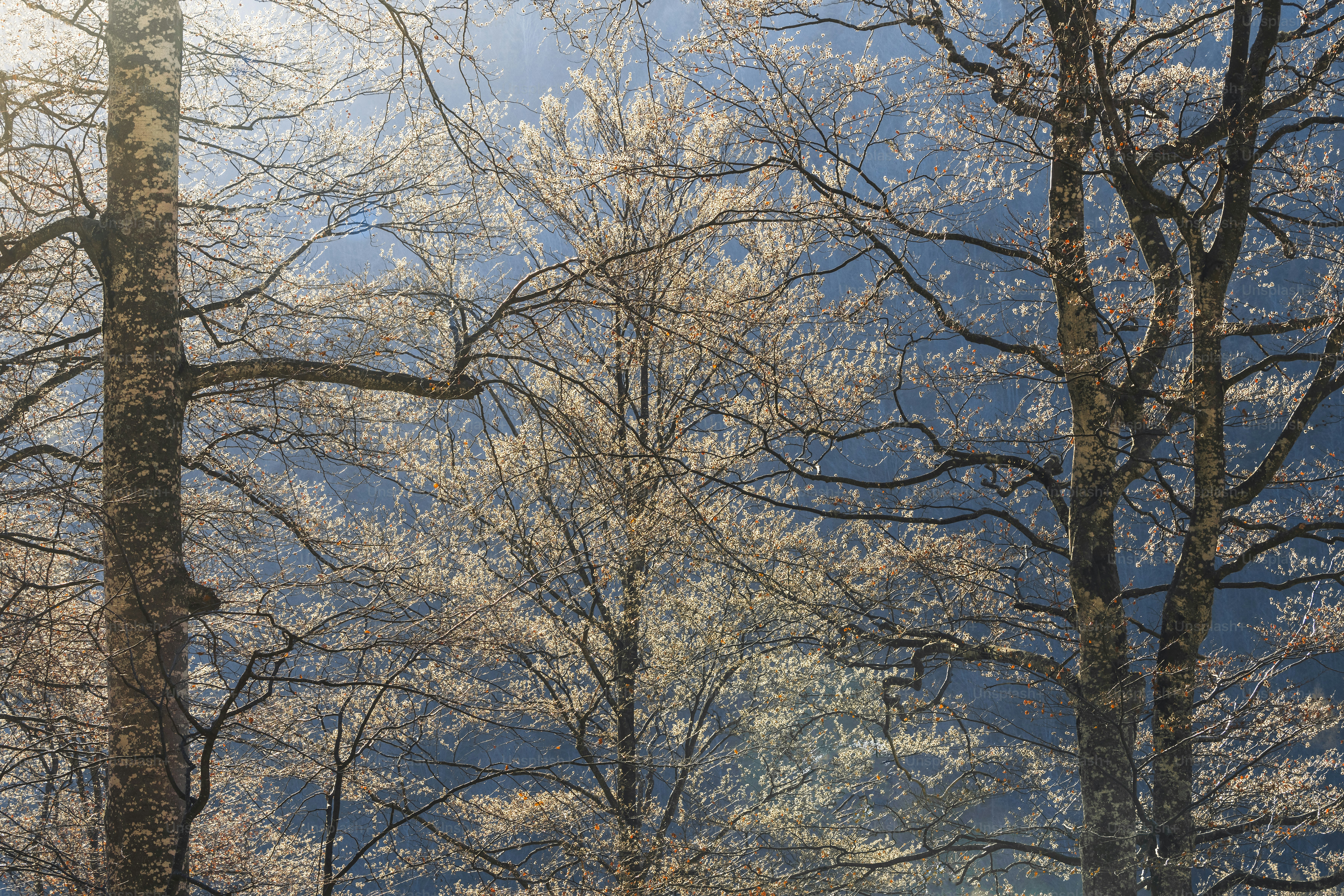 A large group of green trees in a forest photo – Nature Image on Unsplash