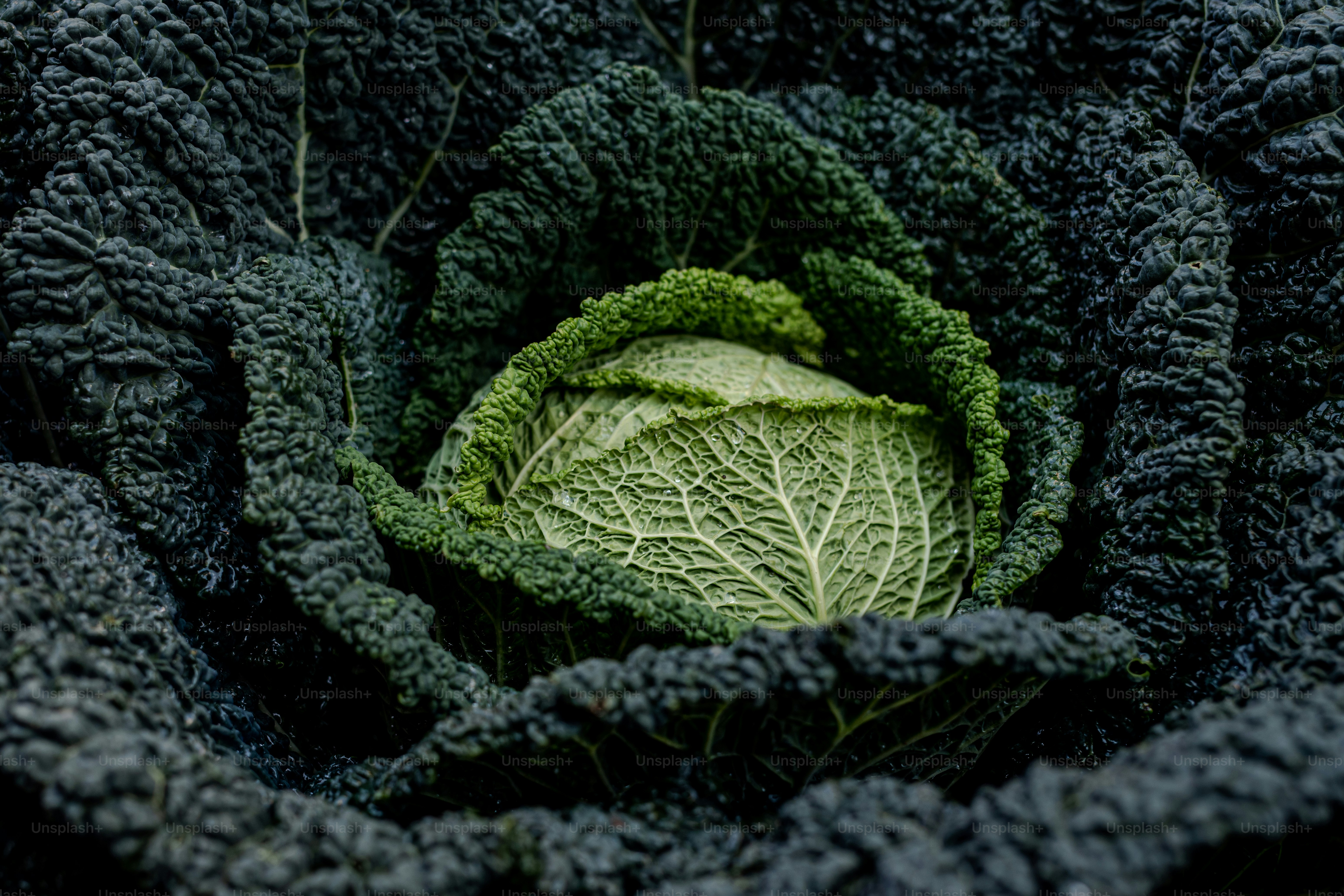 A head of cabbage sitting in the middle of a bed of lettuce photo ...