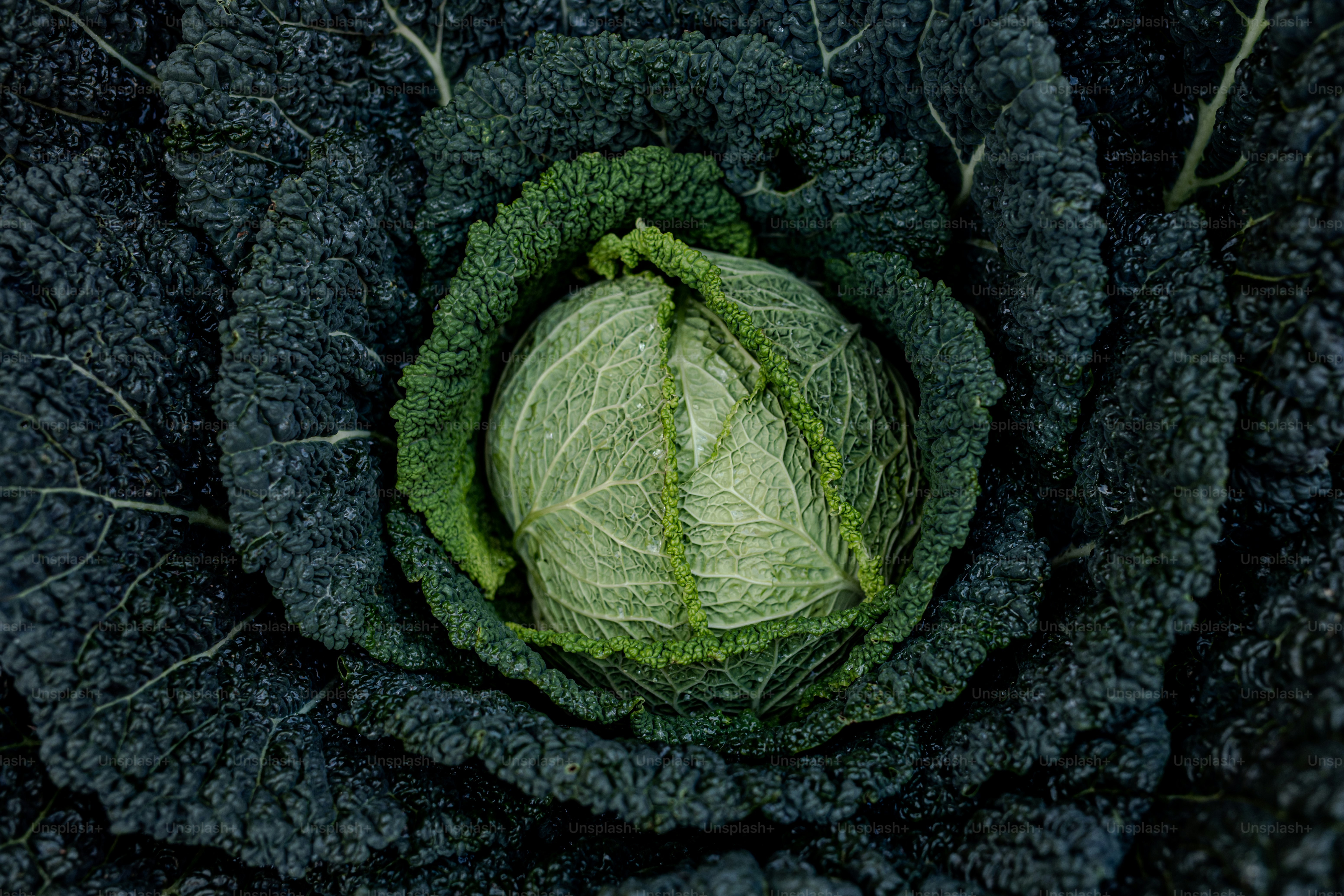 Head Of Cabbage