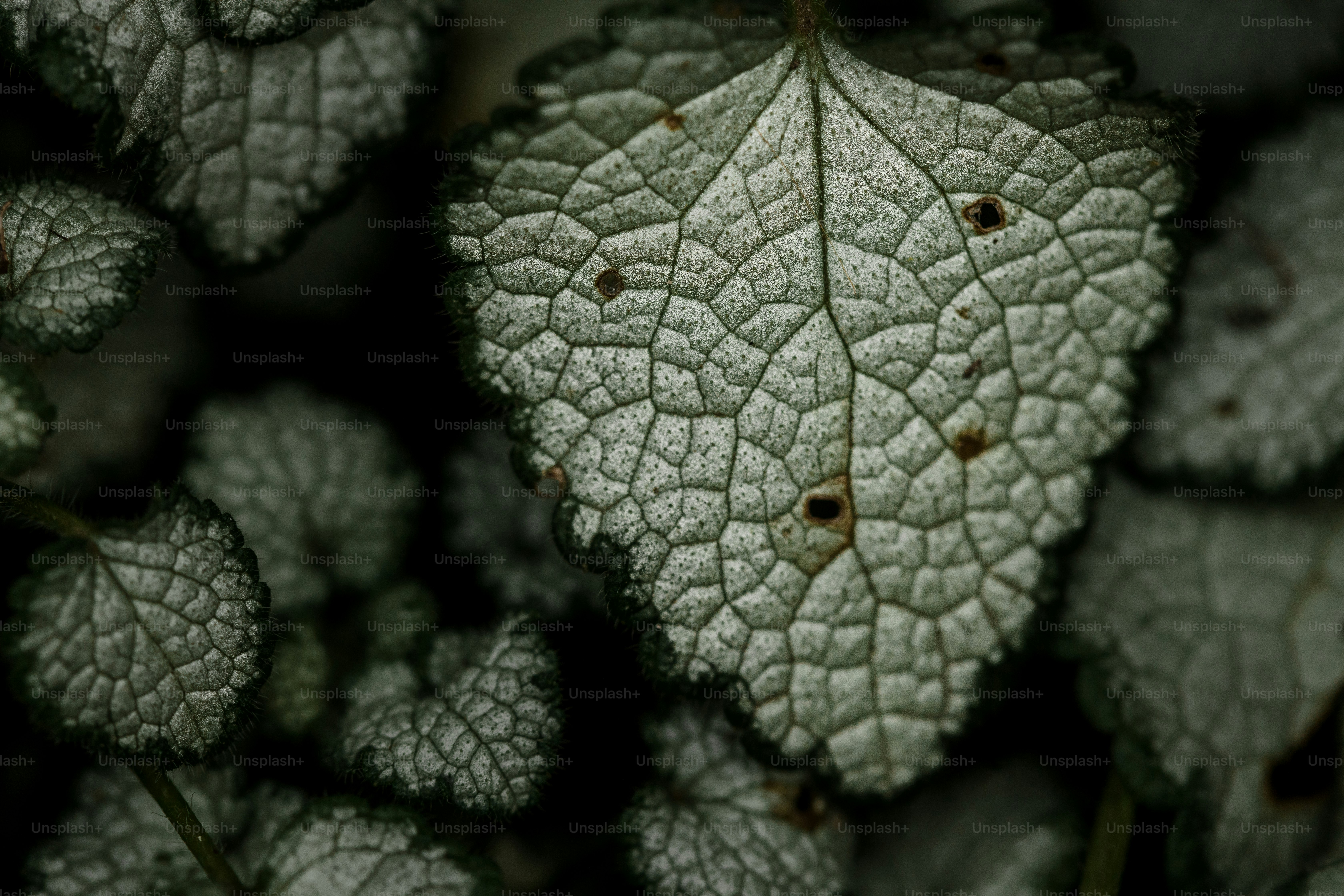 A close up of a leaf on a plant photo – Leaf Image on Unsplash