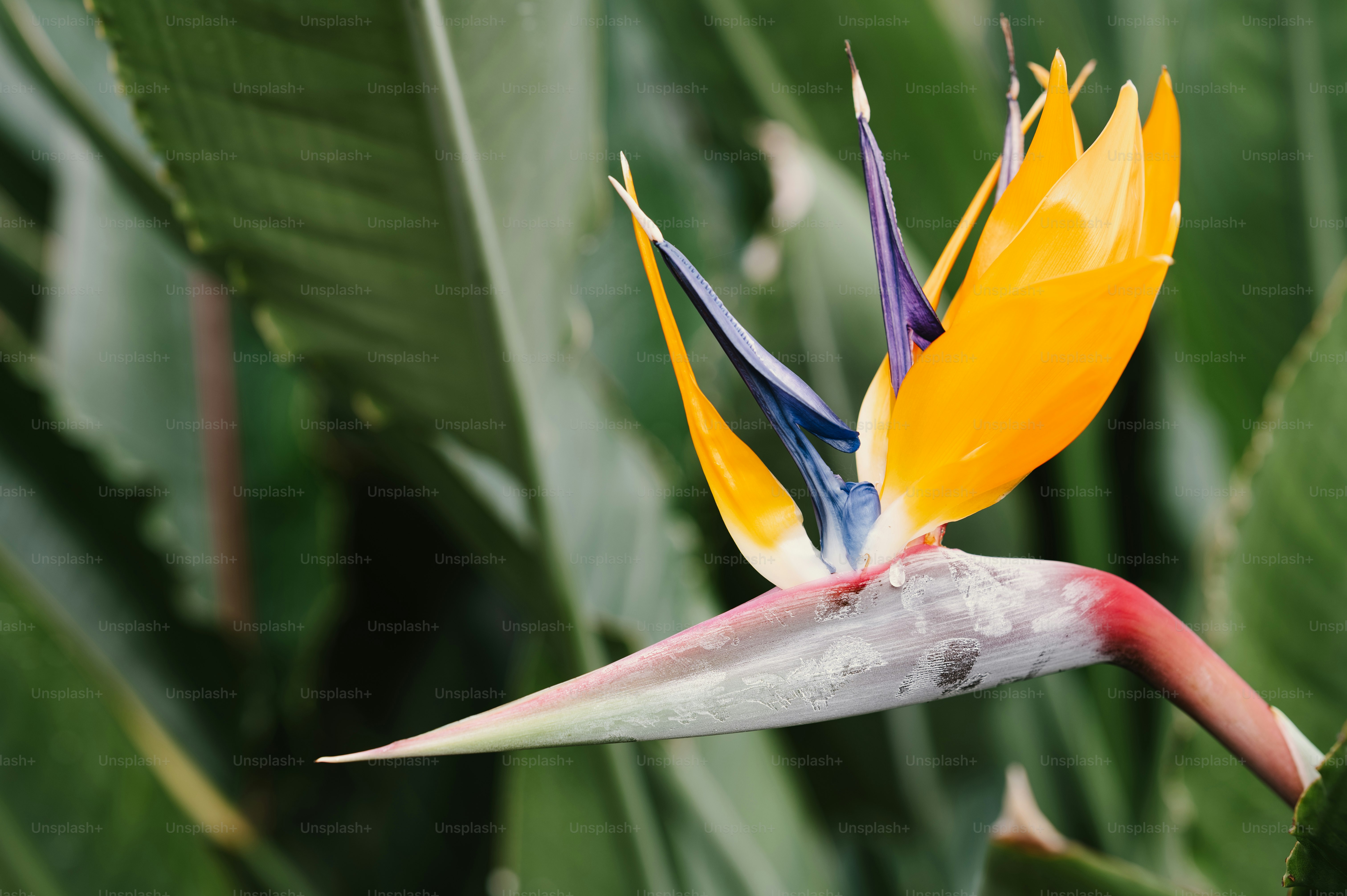 Bird Of Paradise Flower Pictures | Download Free Images on Unsplash