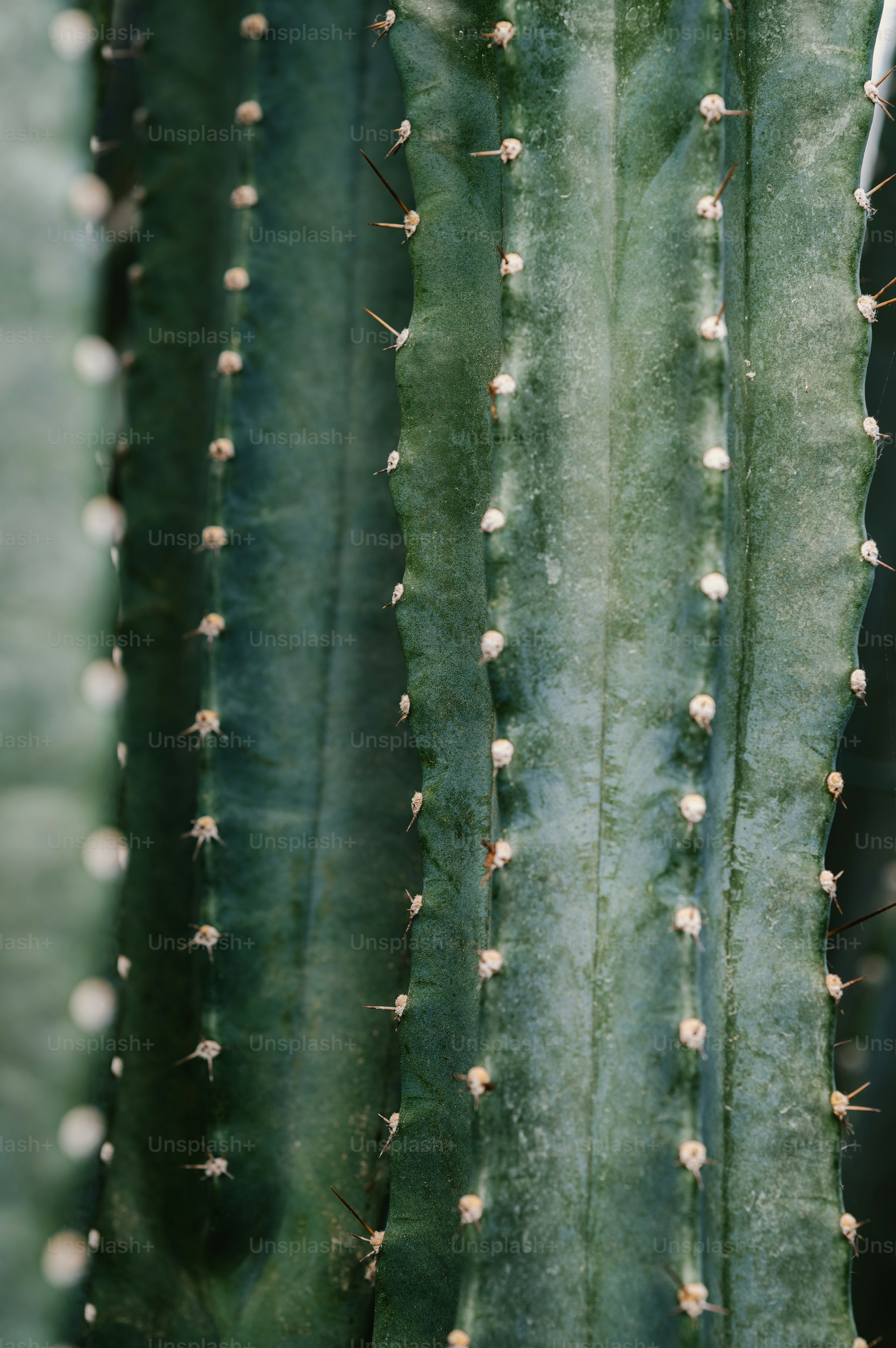 A close up of a green cactus with lots of spikes photo – Cactus Image ...
