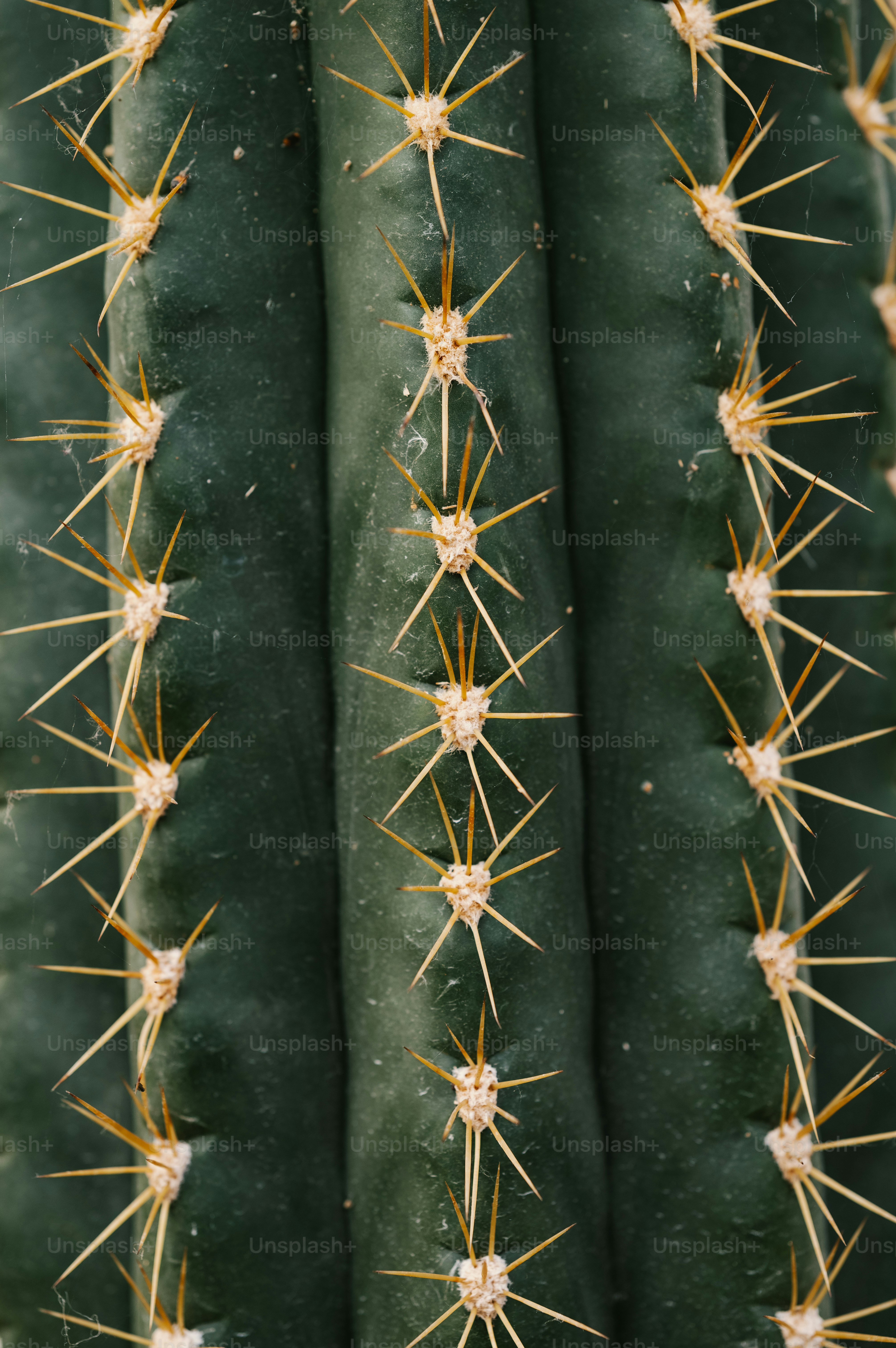 A close up of a green cactus with lots of spikes photo – Cactus Image ...
