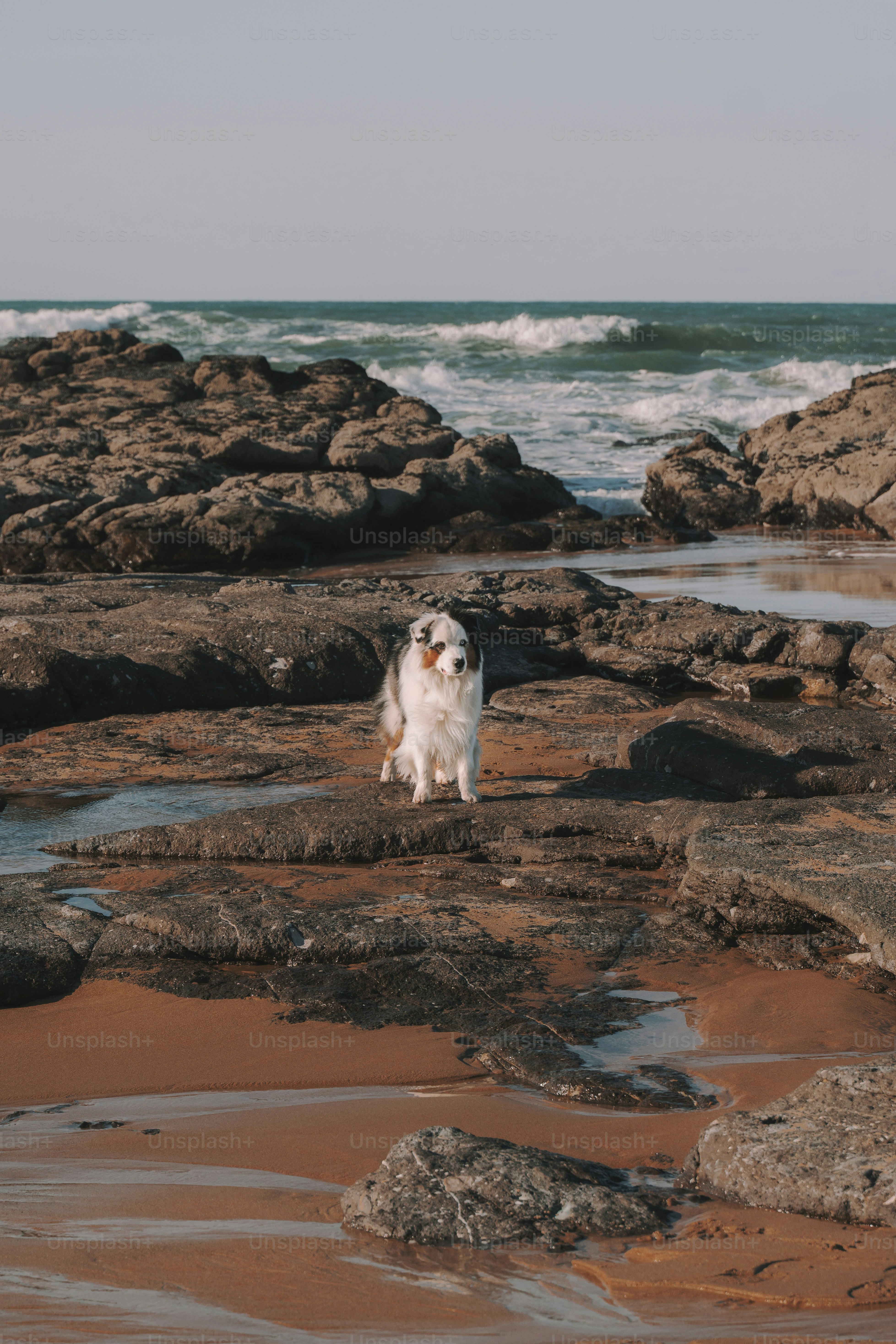 A white dog standing on top of a rocky beach photo – Praia do guincho ...