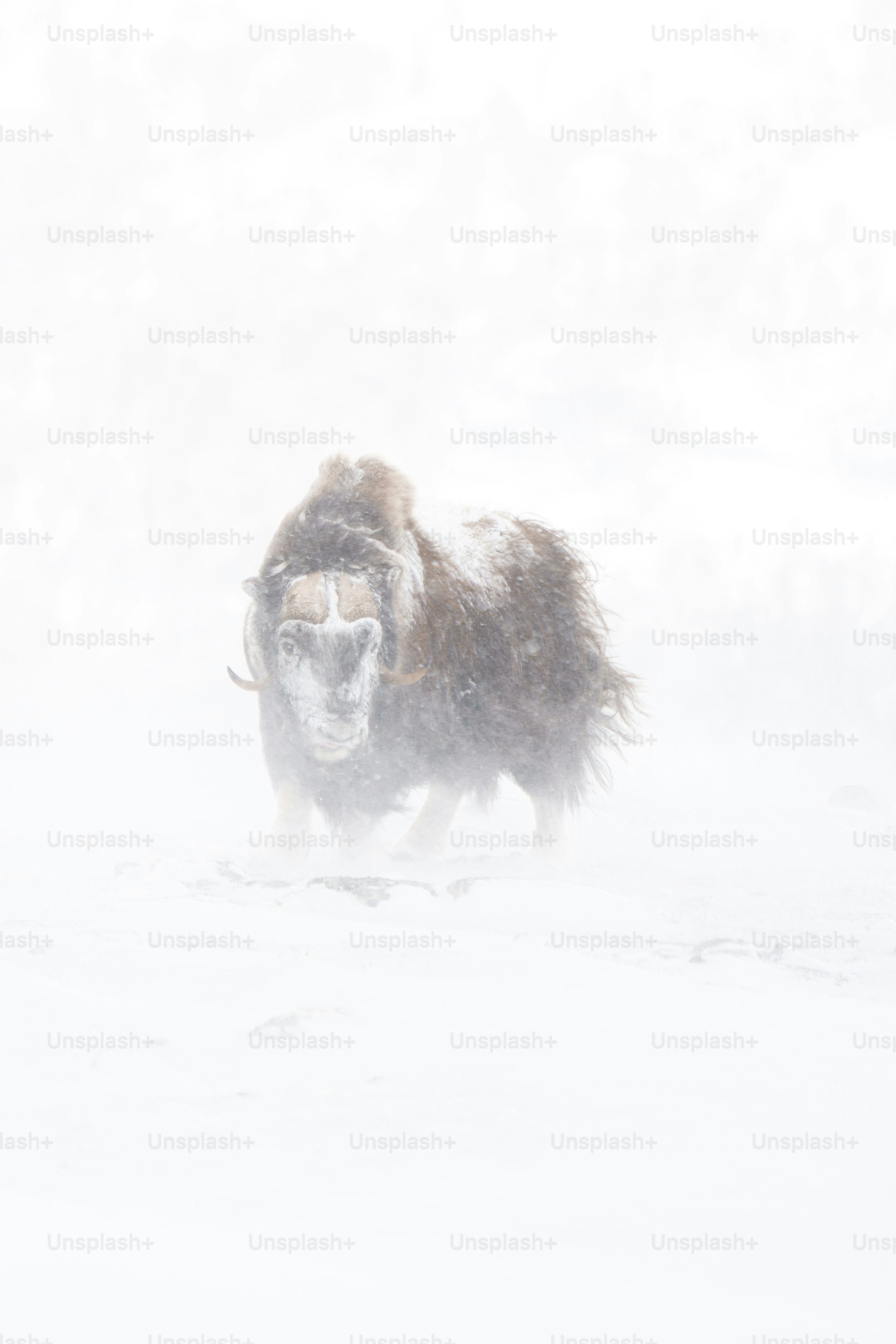 A bison running through the snow in a blizzard photo – Winter Image on ...