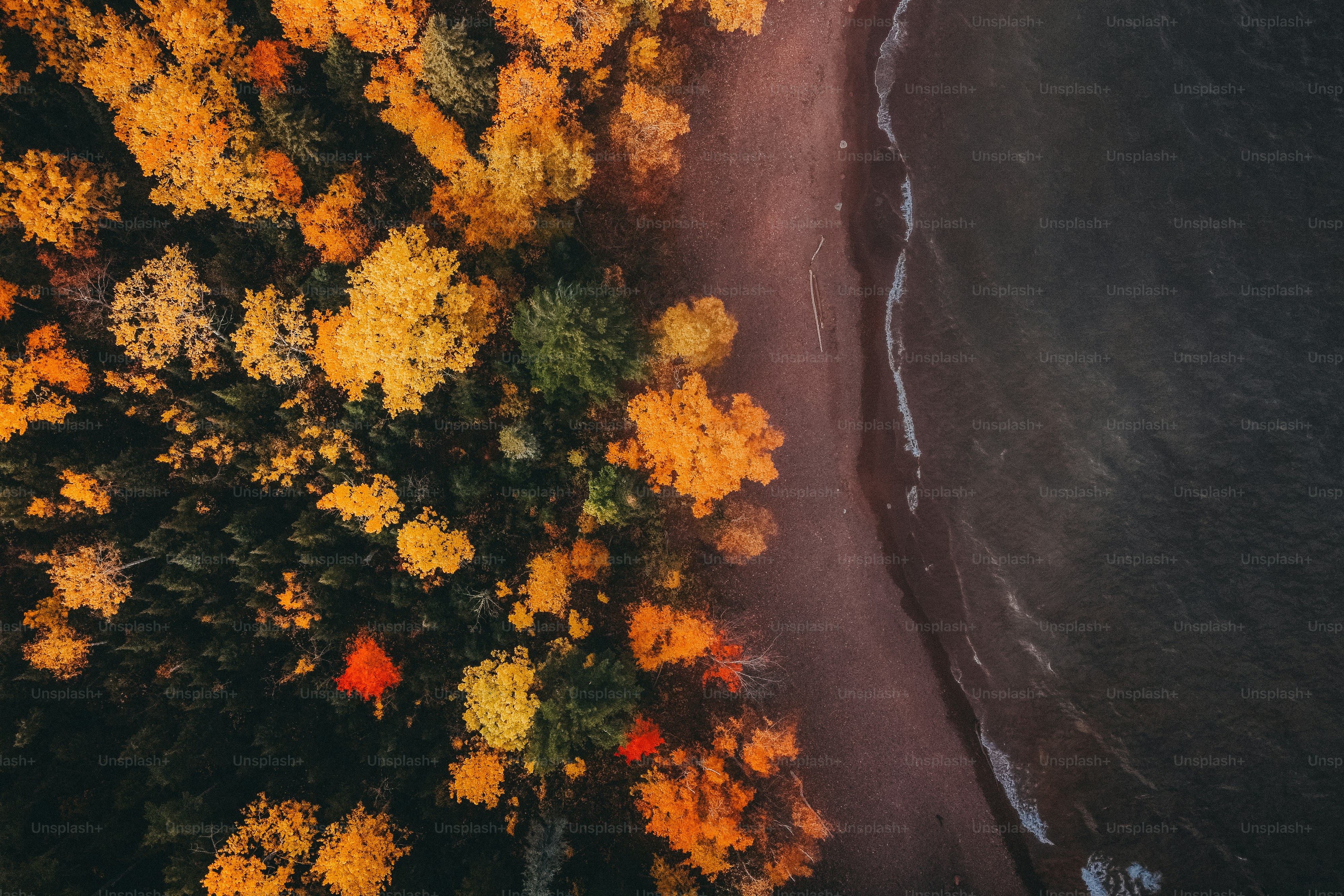 An aerial view of a forest with yellow and orange trees photo ...