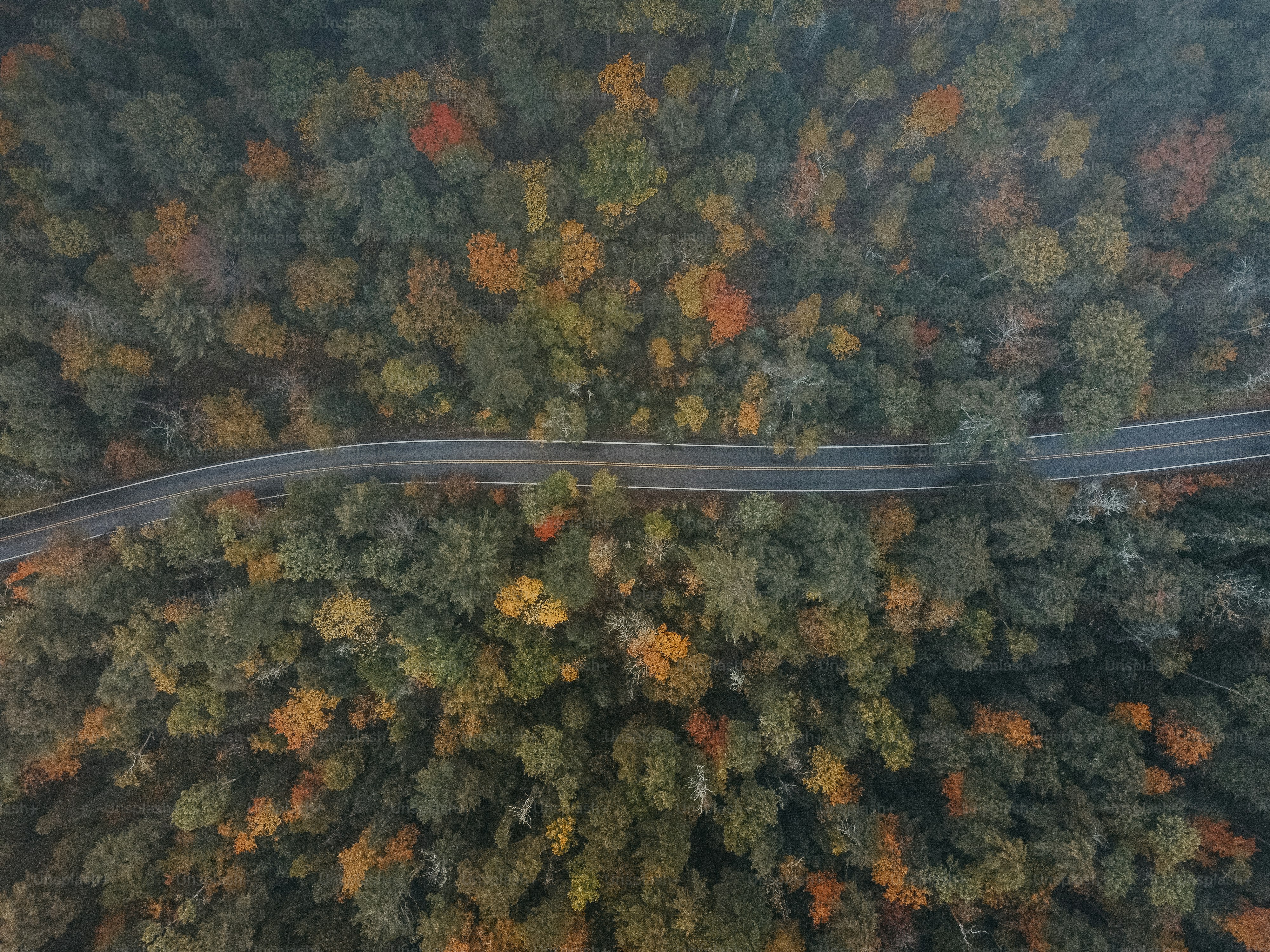 An aerial view of a road in the middle of a forest photo – Fall ...