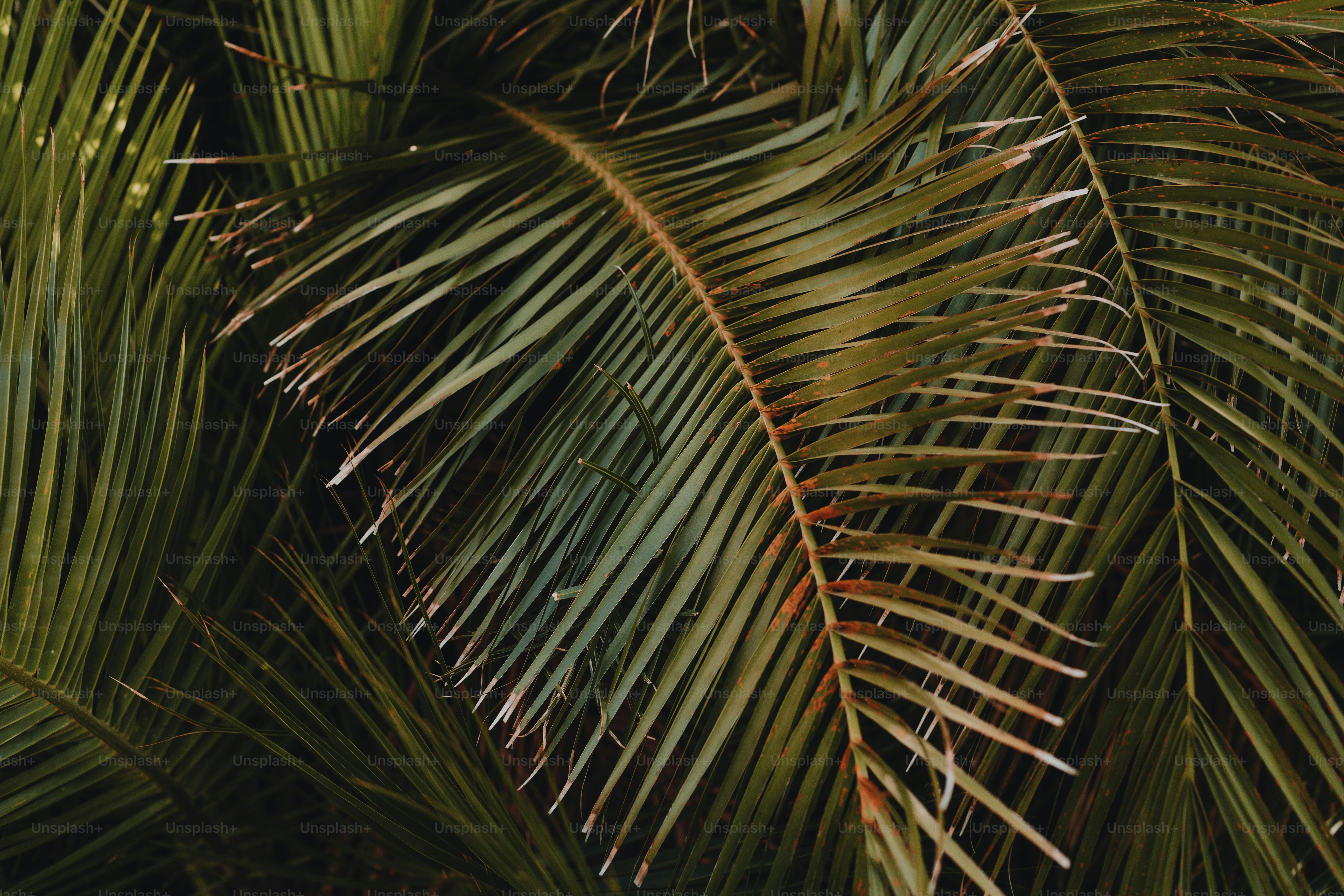 A close up view of a palm tree's leaves photo – Sri lanka Image on Unsplash