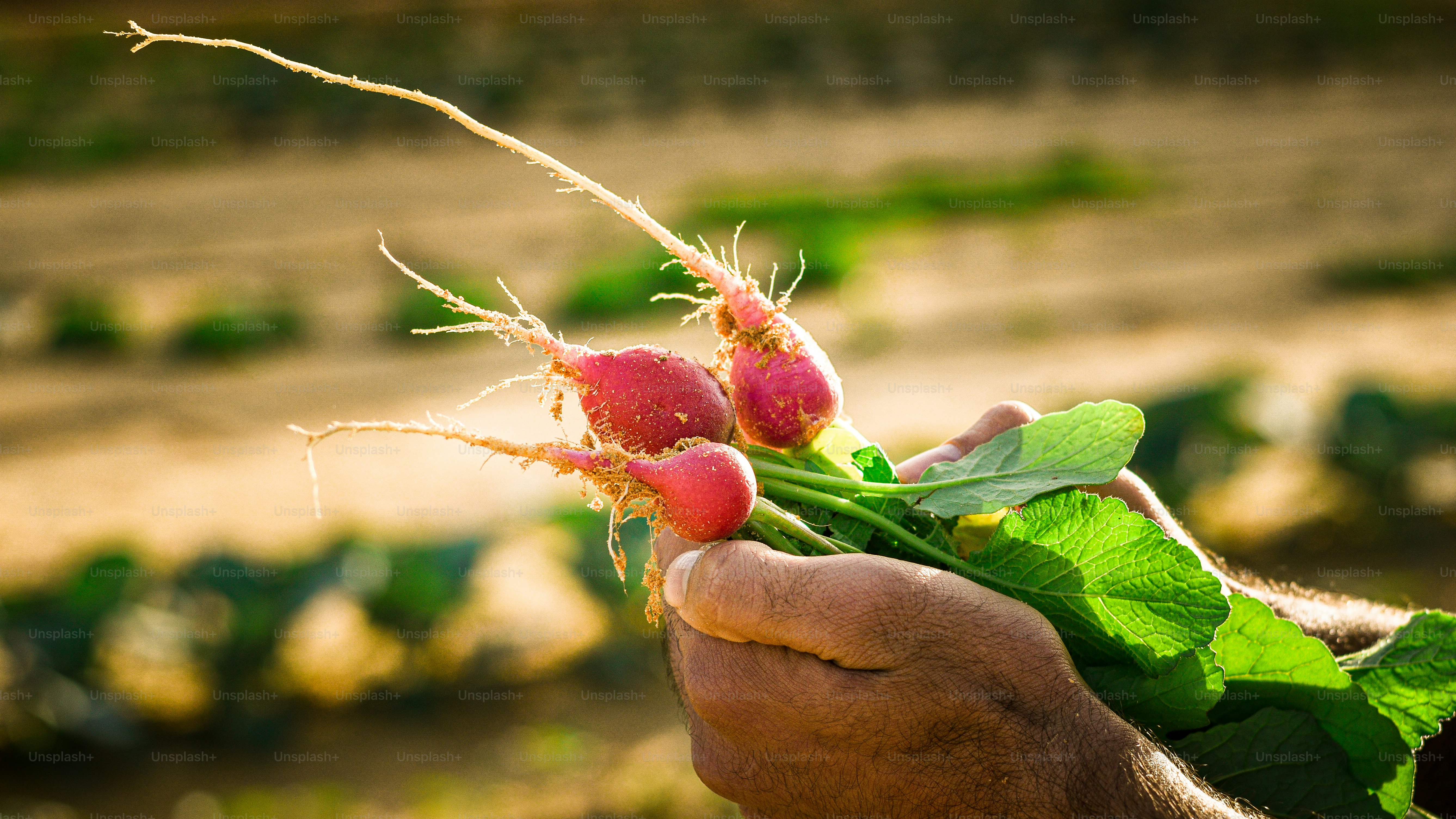 A person holding a bunch of radishes in their hand photo – Radish Image ...