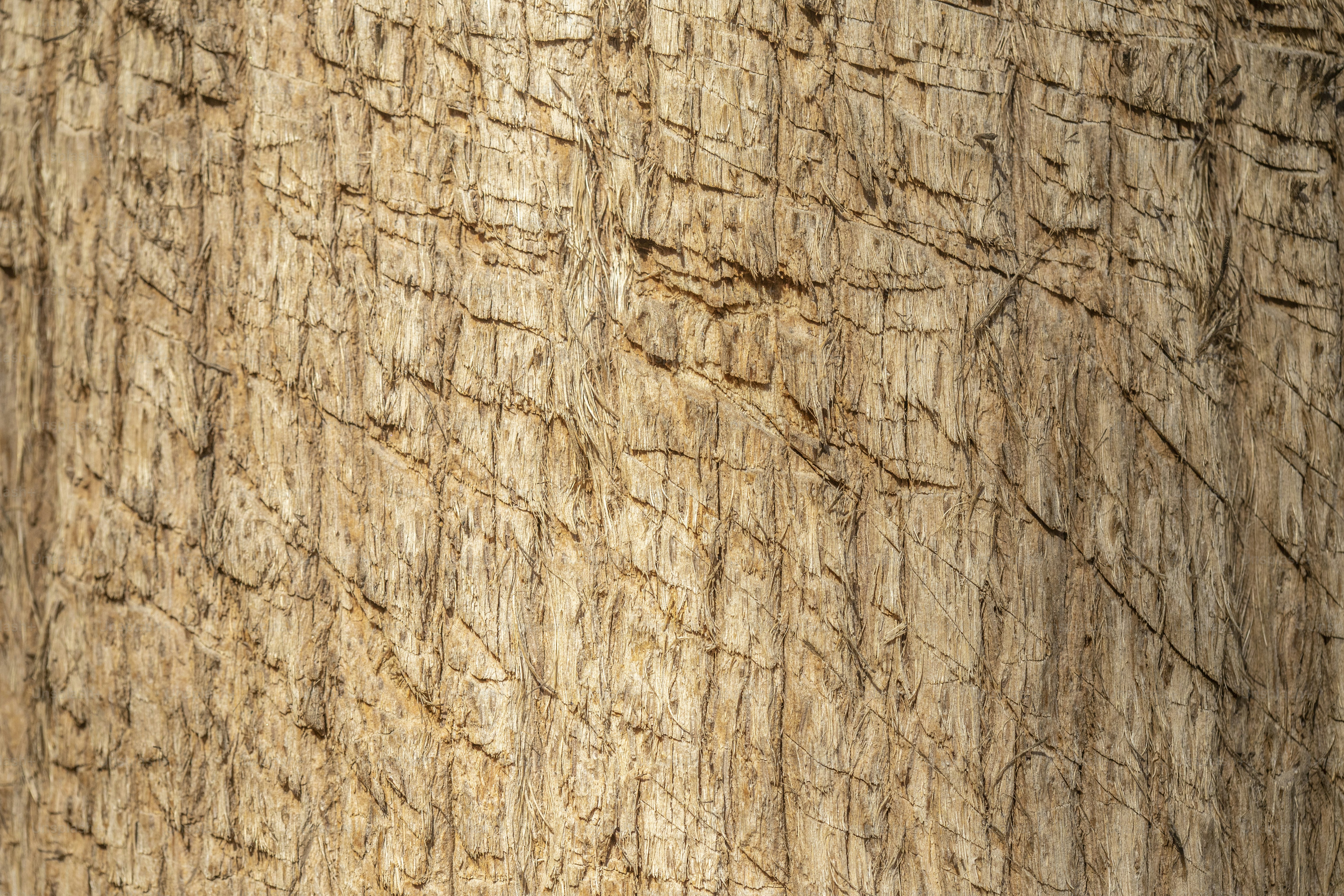 Vue rapprochée d’une texture de bois photo – Bois Photo sur Unsplash