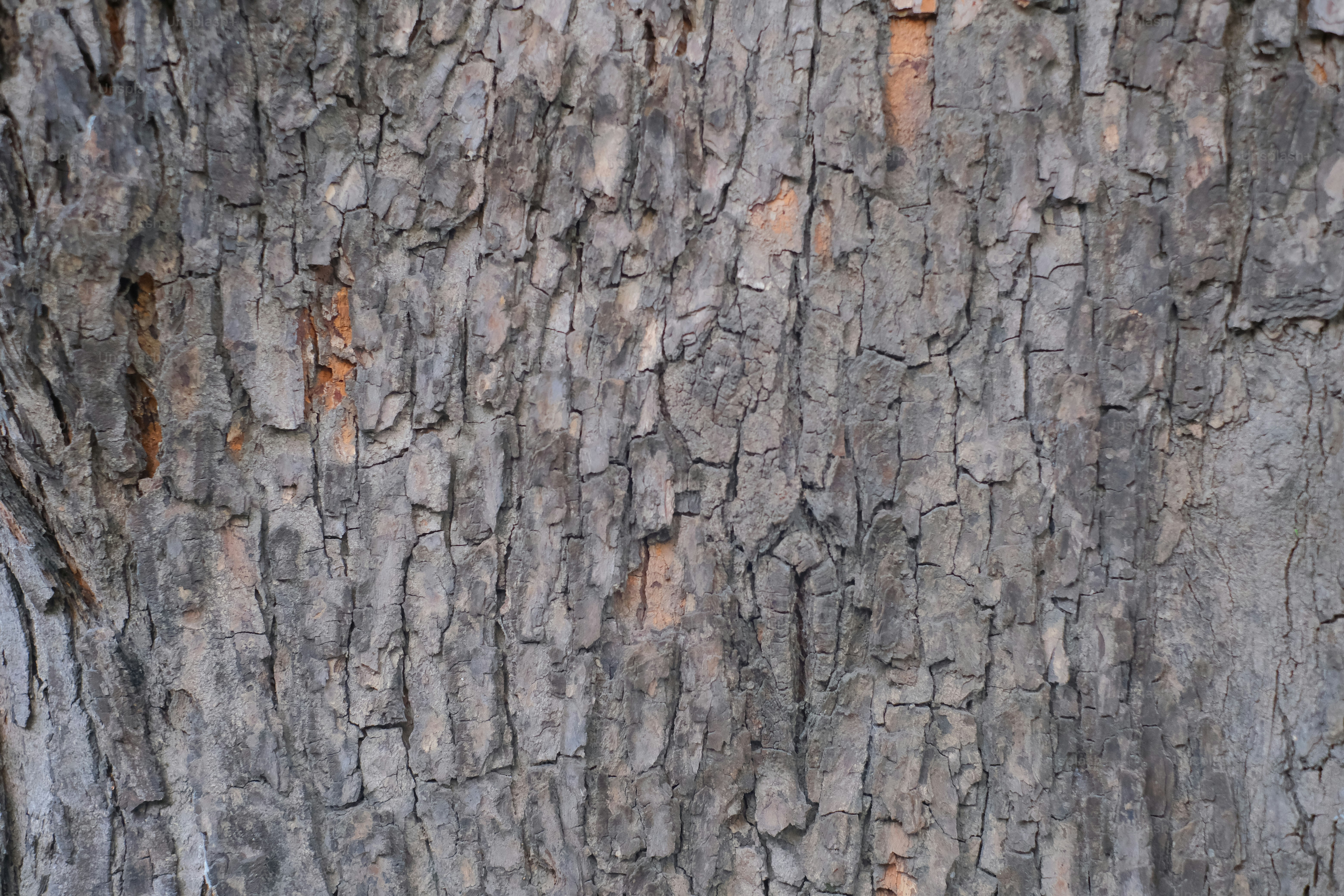 A close up of the bark of a tree photo – Nature Image on Unsplash