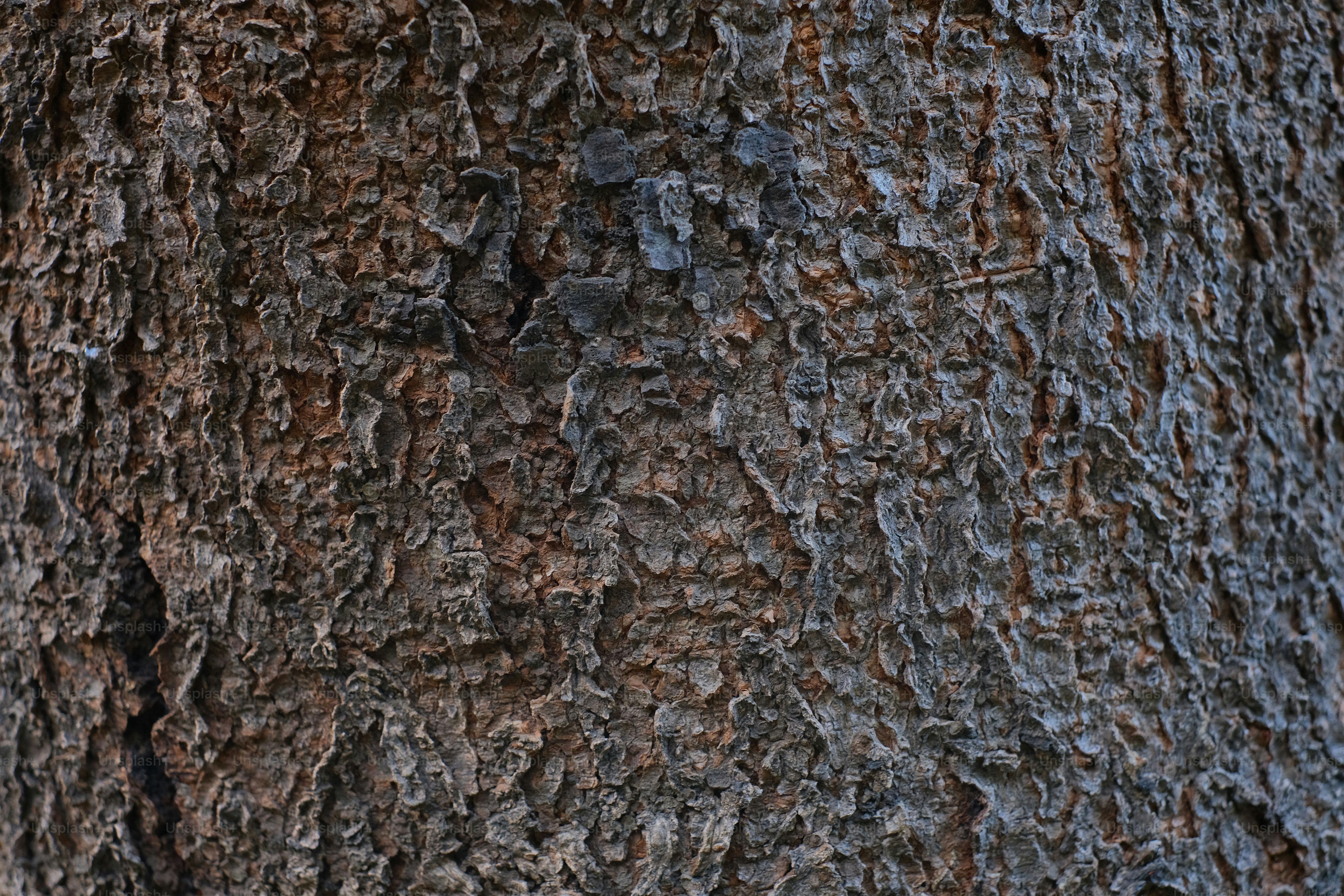 A close up of the bark of a tree photo – Nature Image on Unsplash