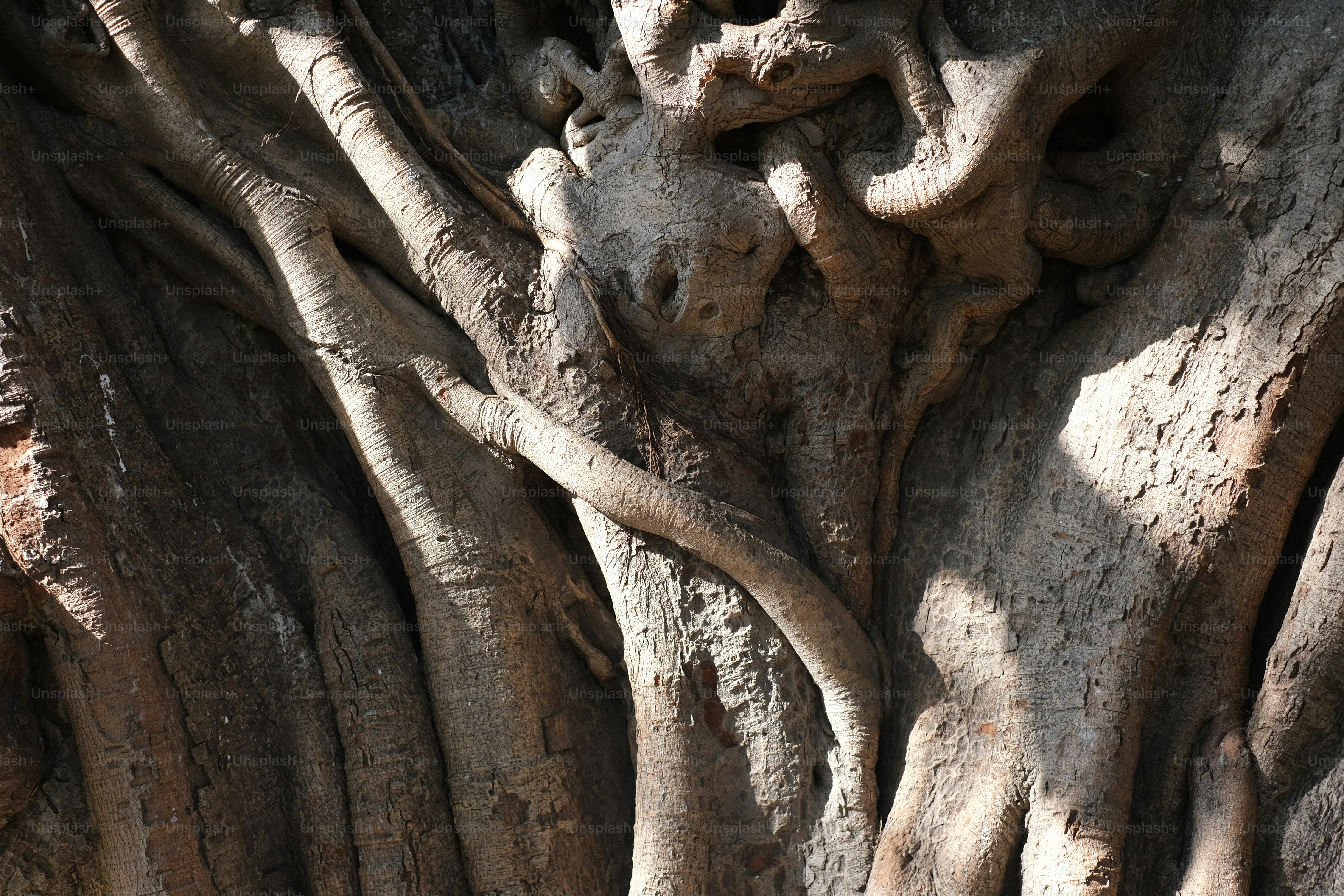500+ Tree Root Pictures | Download Free Images on Unsplash