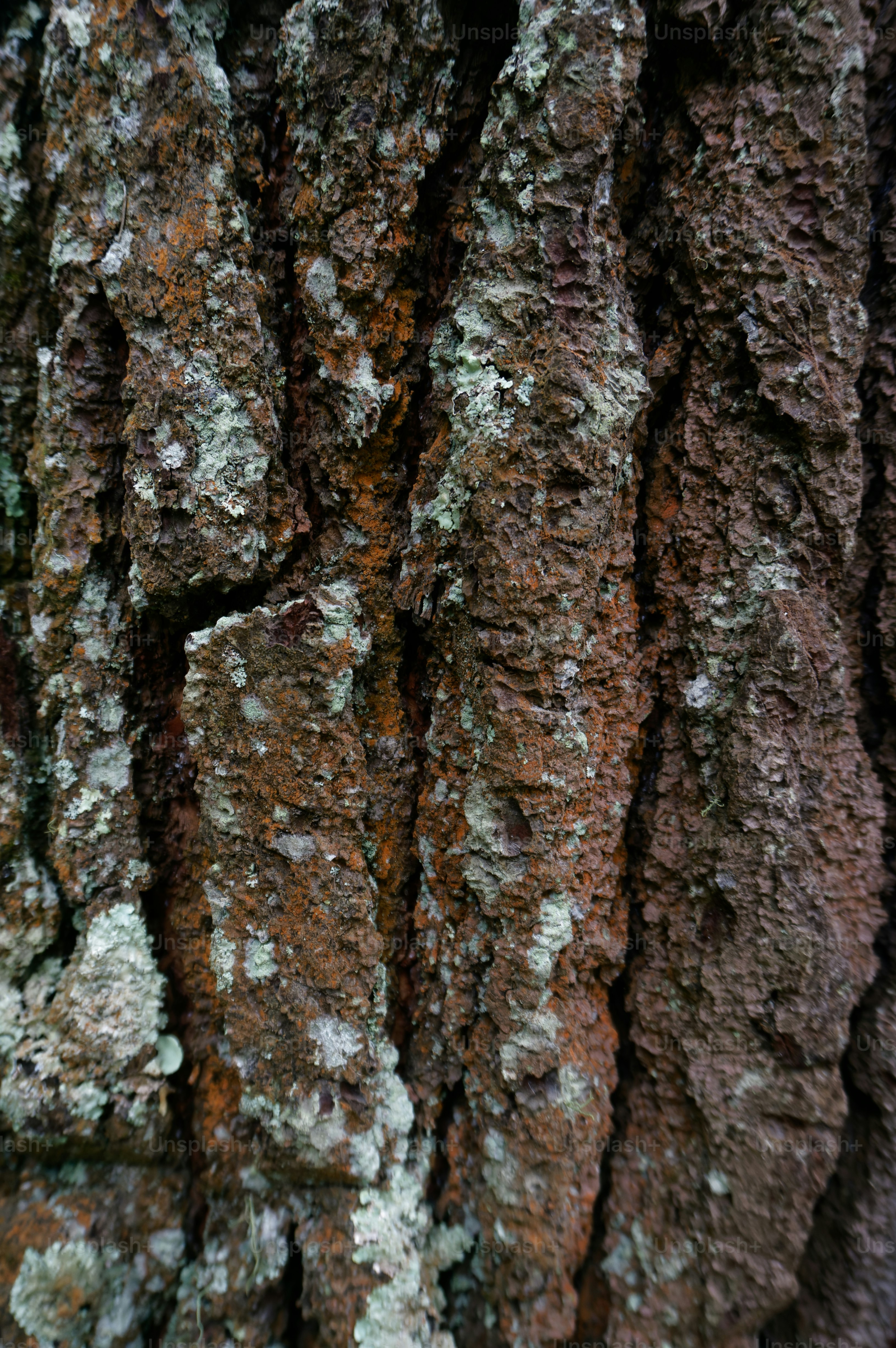 Meilleures images de texture d'arbre [HD] | Télécharger des images ...