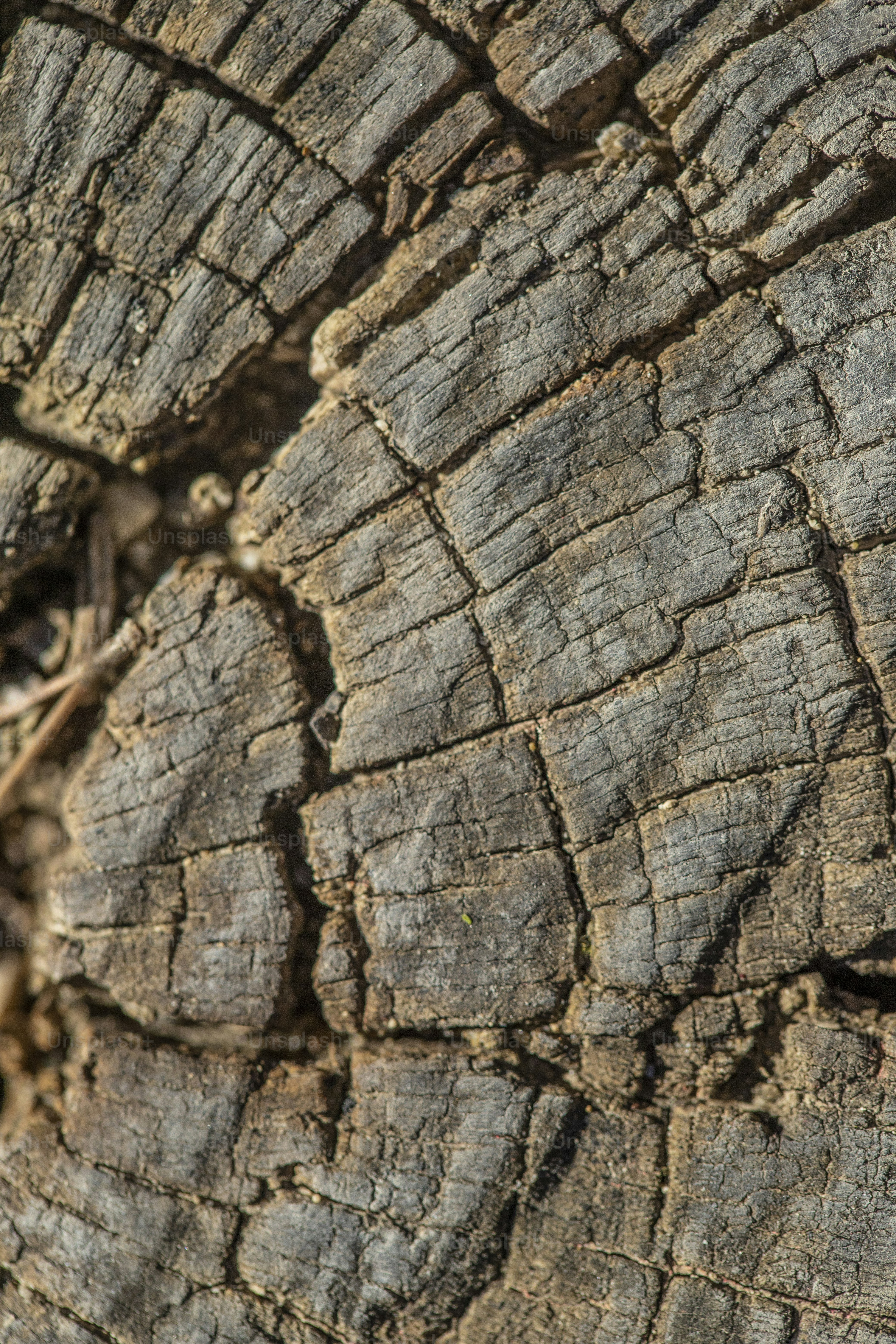 1000+ Old Tree Pictures | Download Free Images on Unsplash