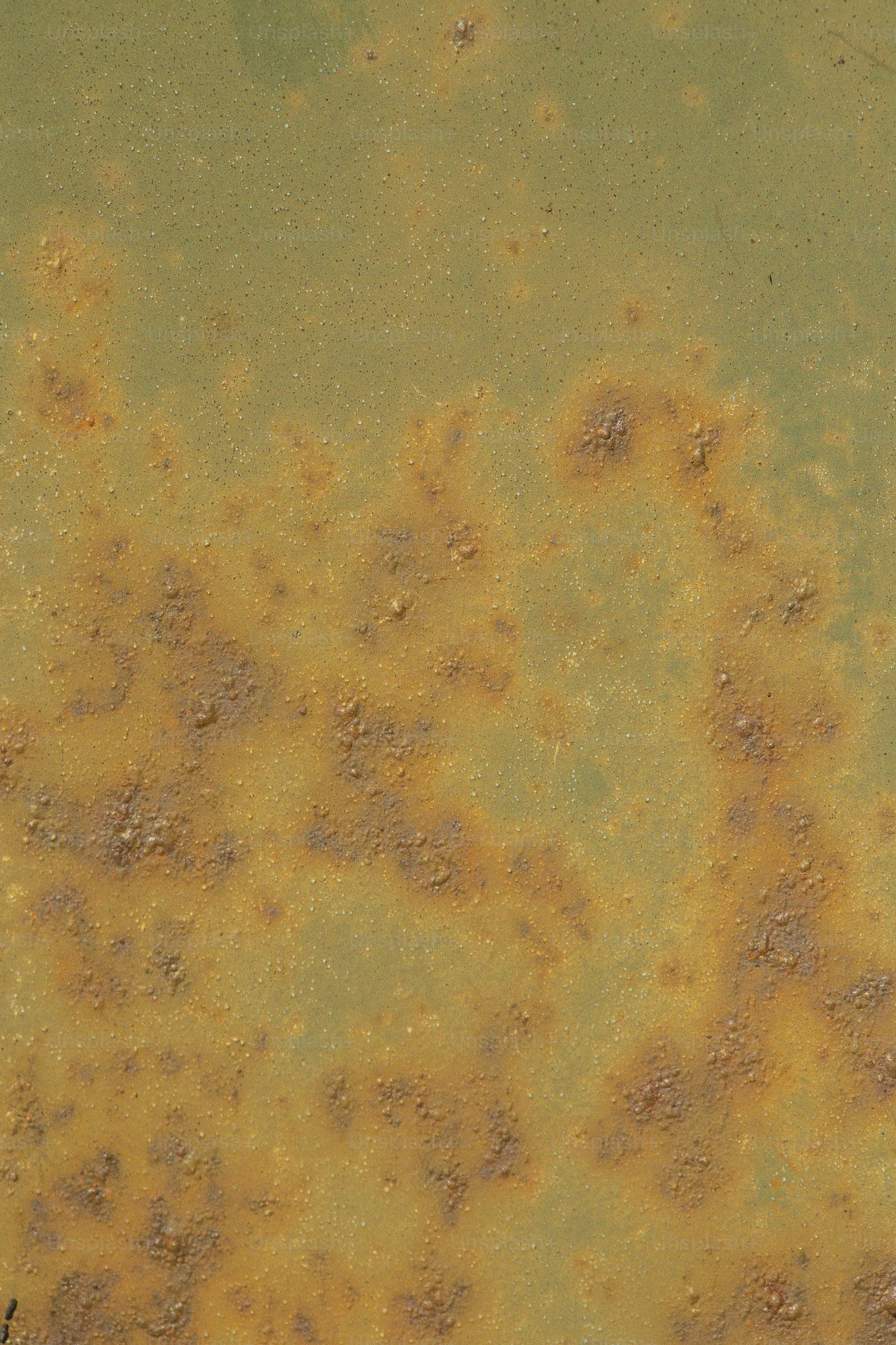 A bird is standing in a puddle of water photo – Rust texture Image on ...