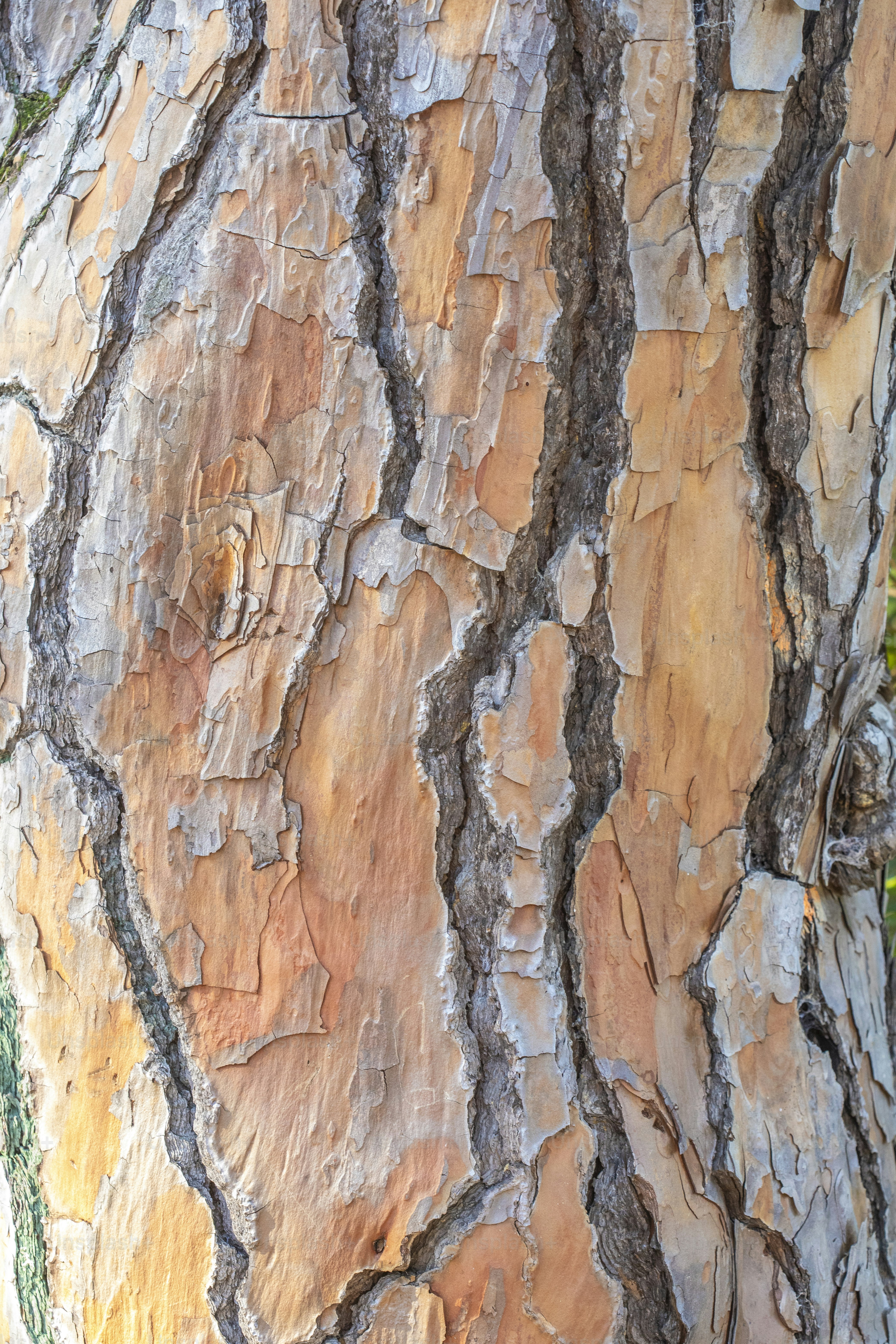 A close up of the bark of a tree photo – Tree Image on Unsplash