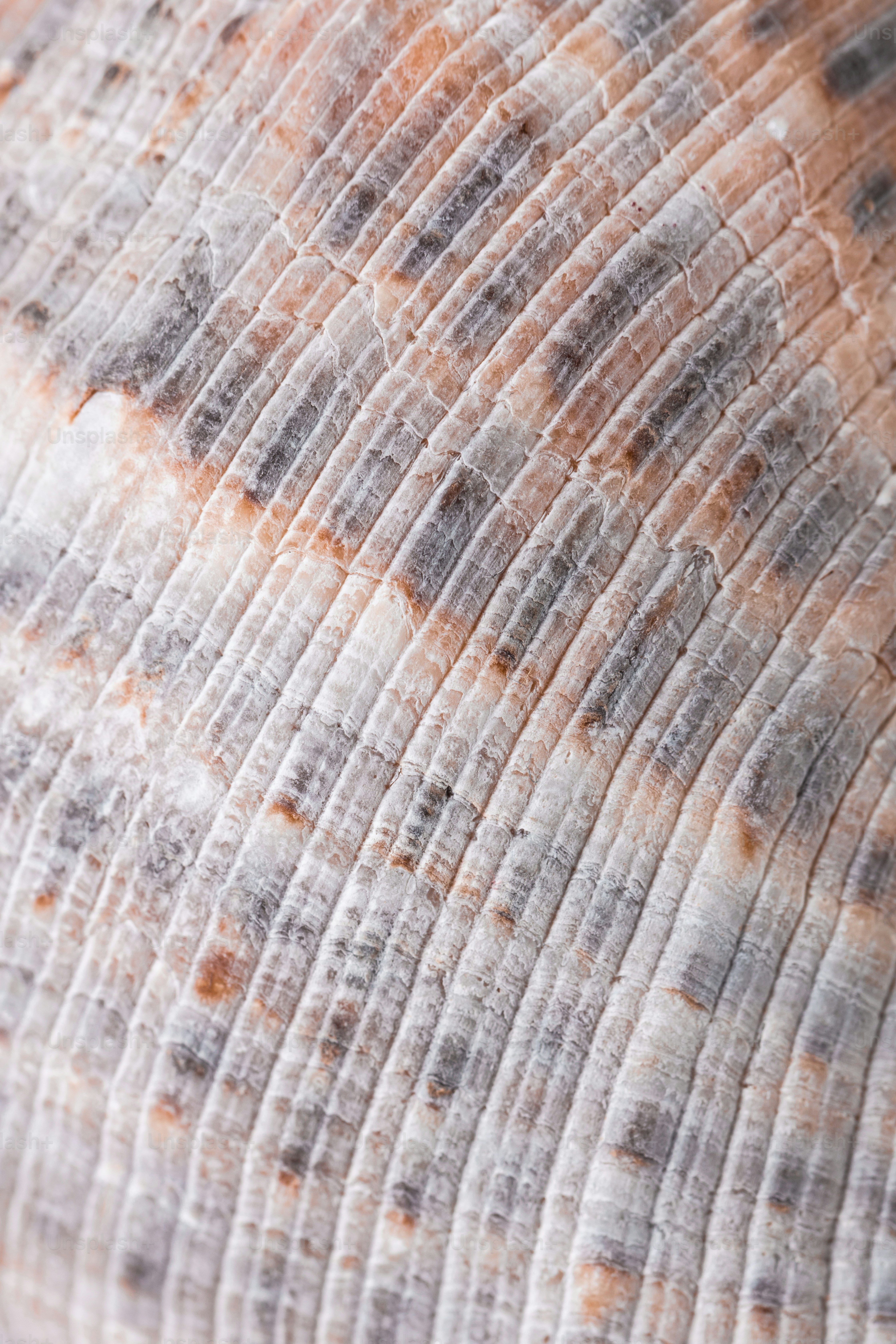A close up of a white shell on a beach photo – Seashell Image on Unsplash