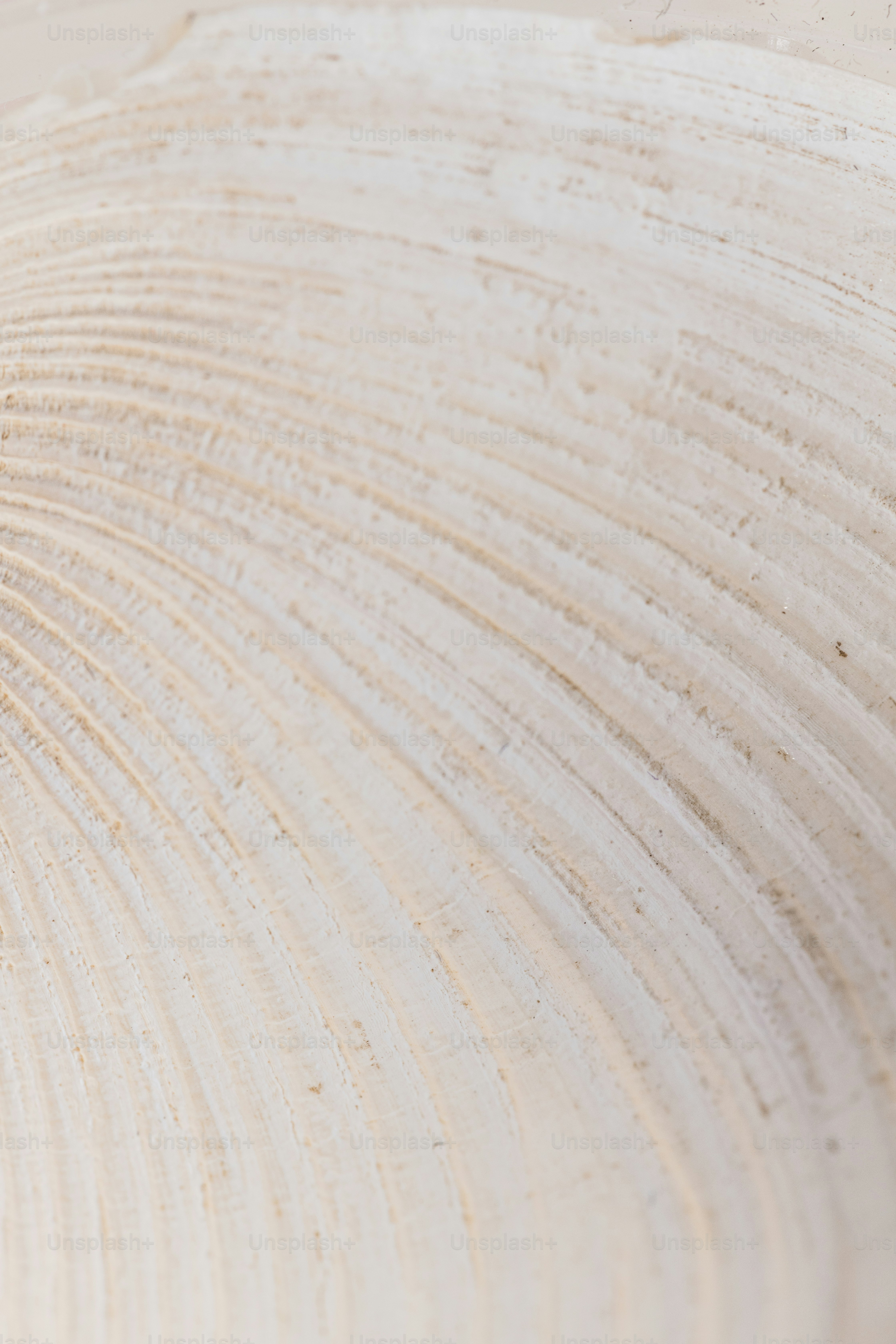 A close up of a white shell on a beach photo – Texture Image on Unsplash