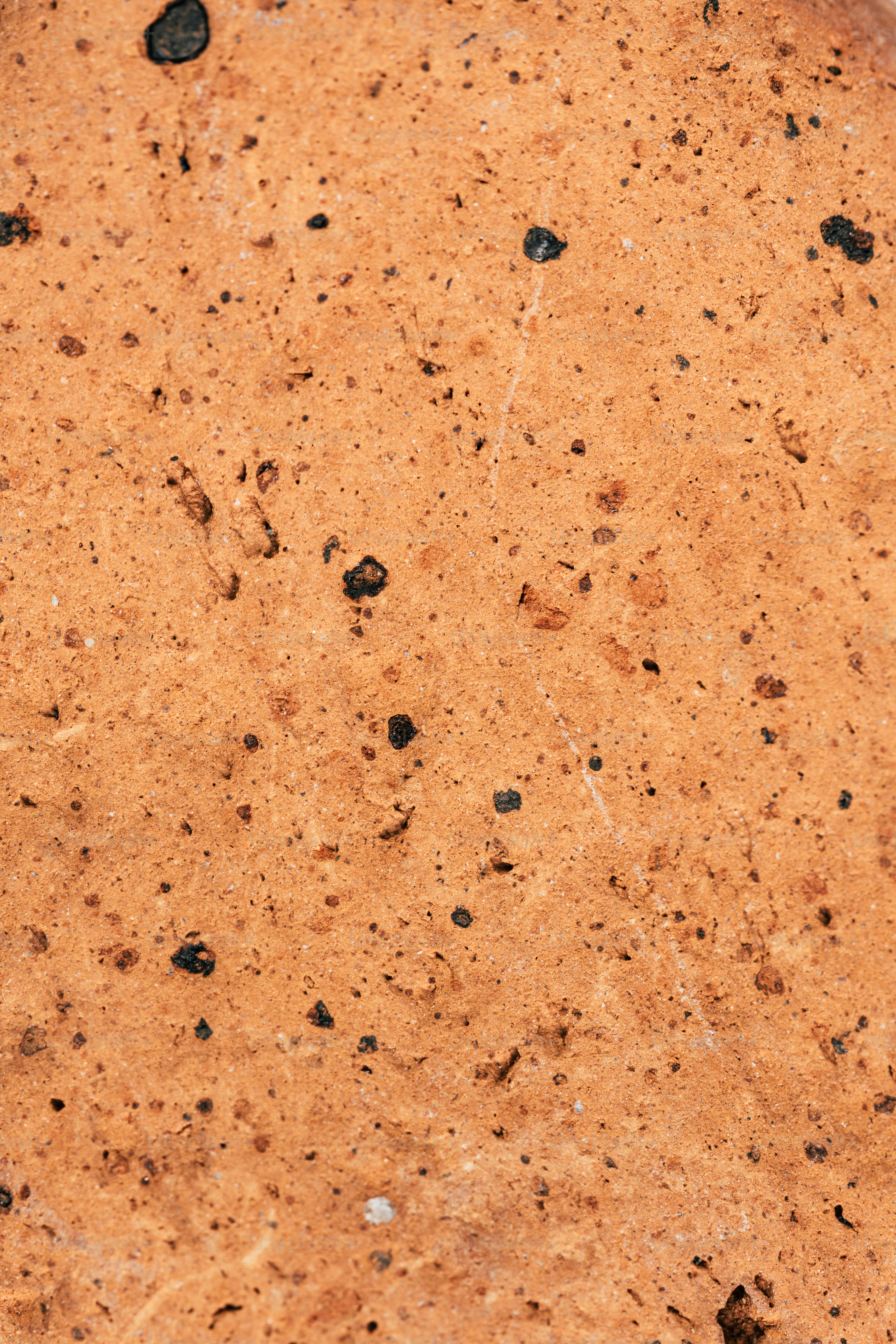 A close up of a white shell on a beach photo – Shell Image on Unsplash