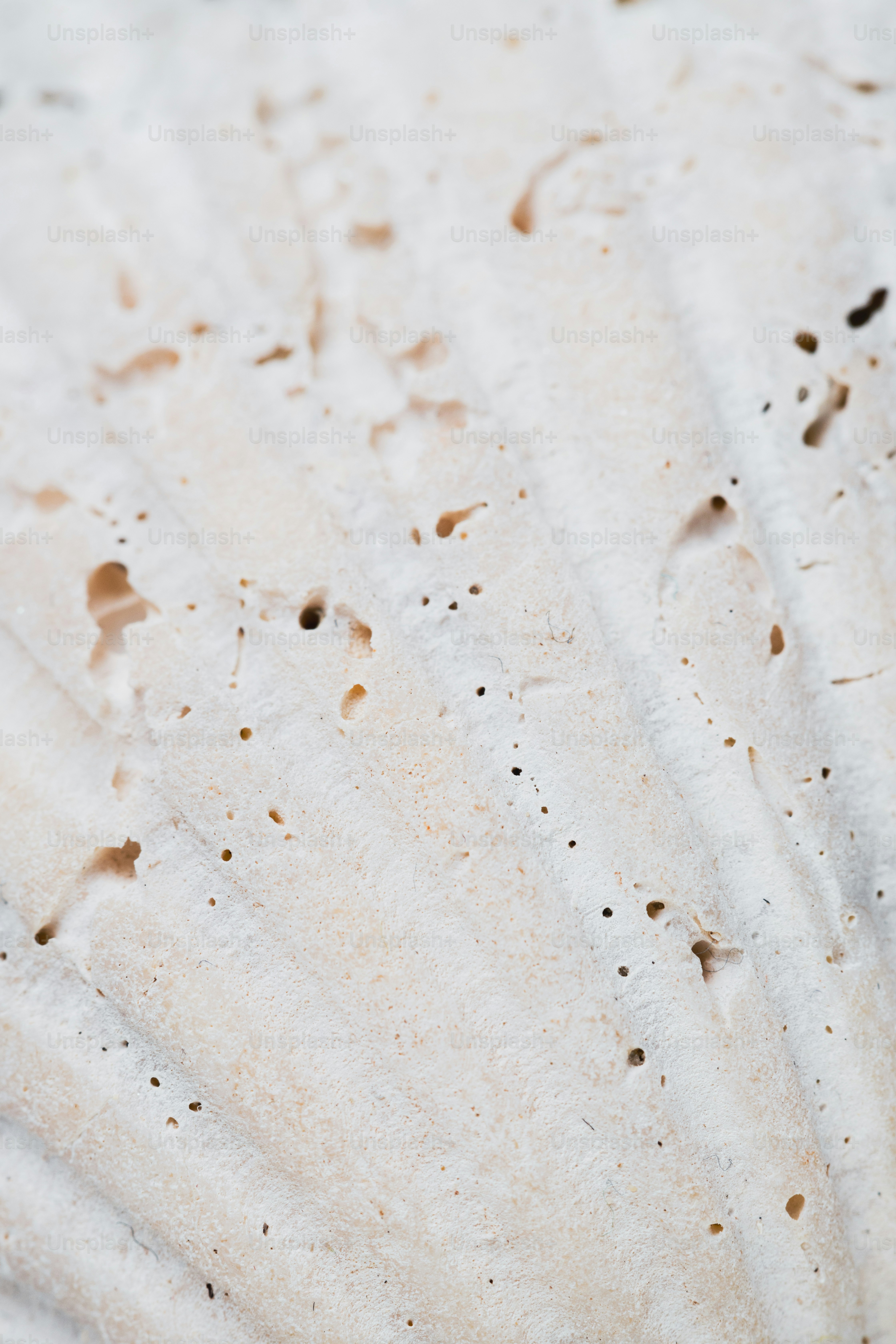 A close up of a white shell on a beach photo – Seashell Image on Unsplash