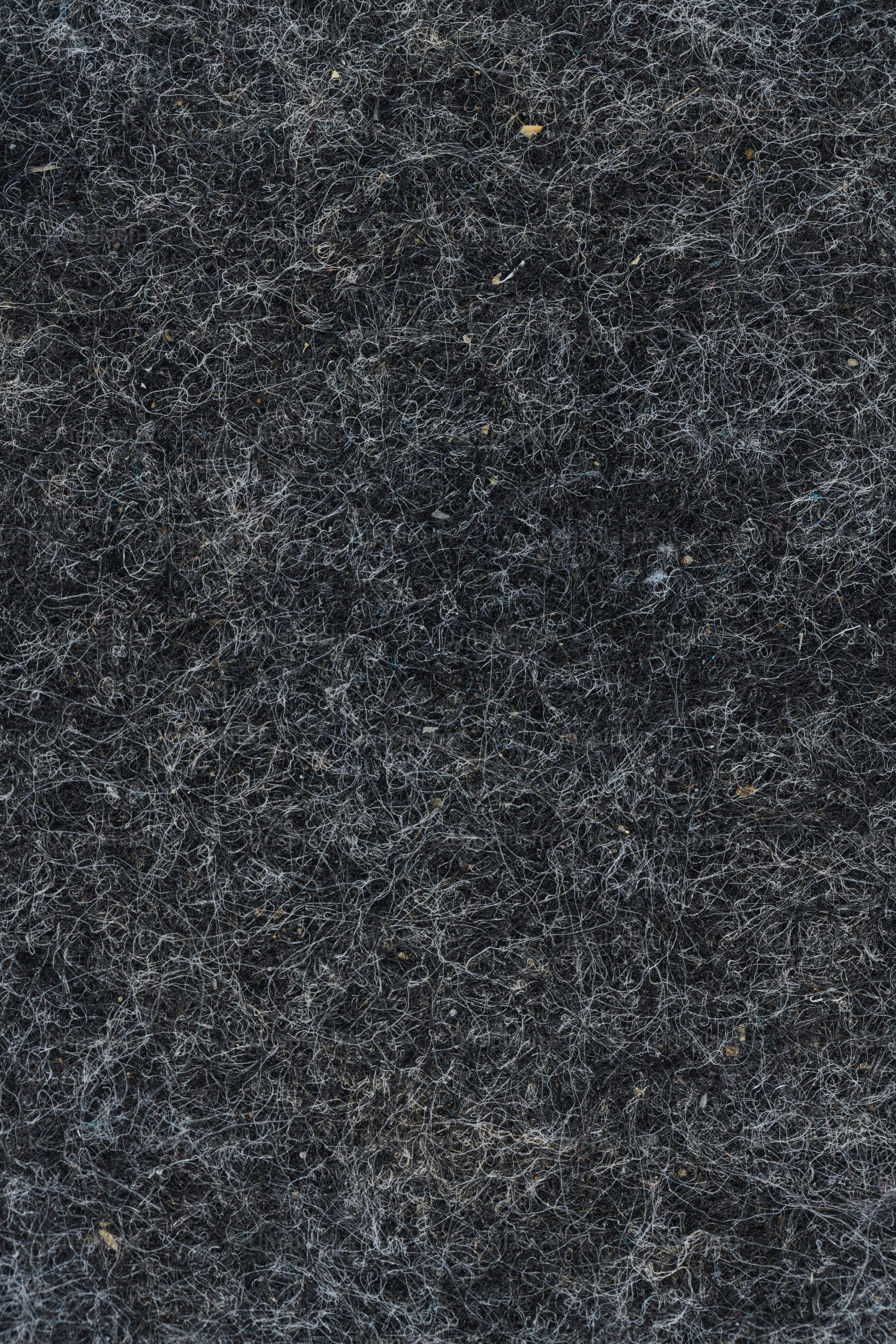 A close up of a white shell on a beach photo – Shell Image on Unsplash