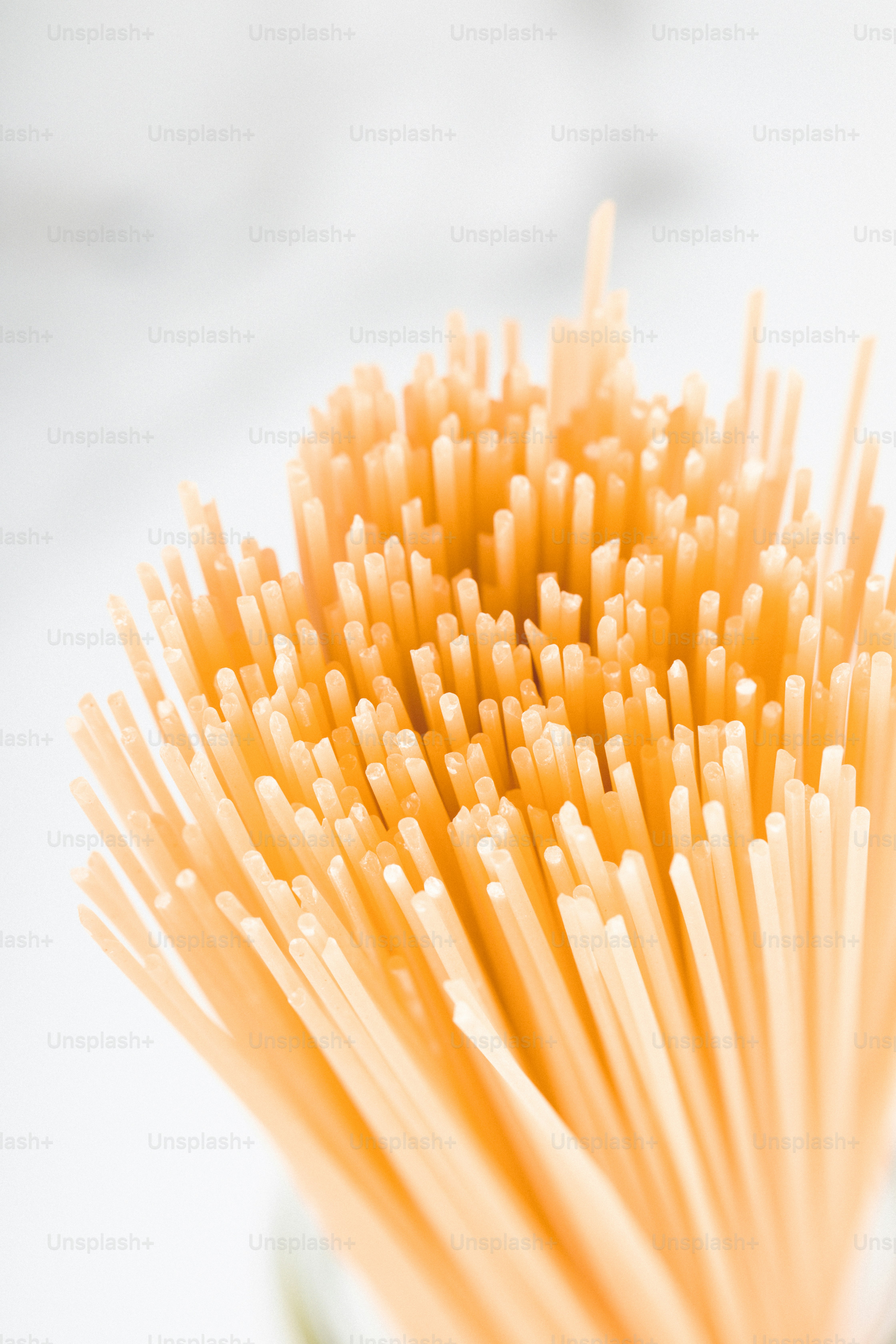 A close up of a white shell on a beach photo – Shell Image on Unsplash