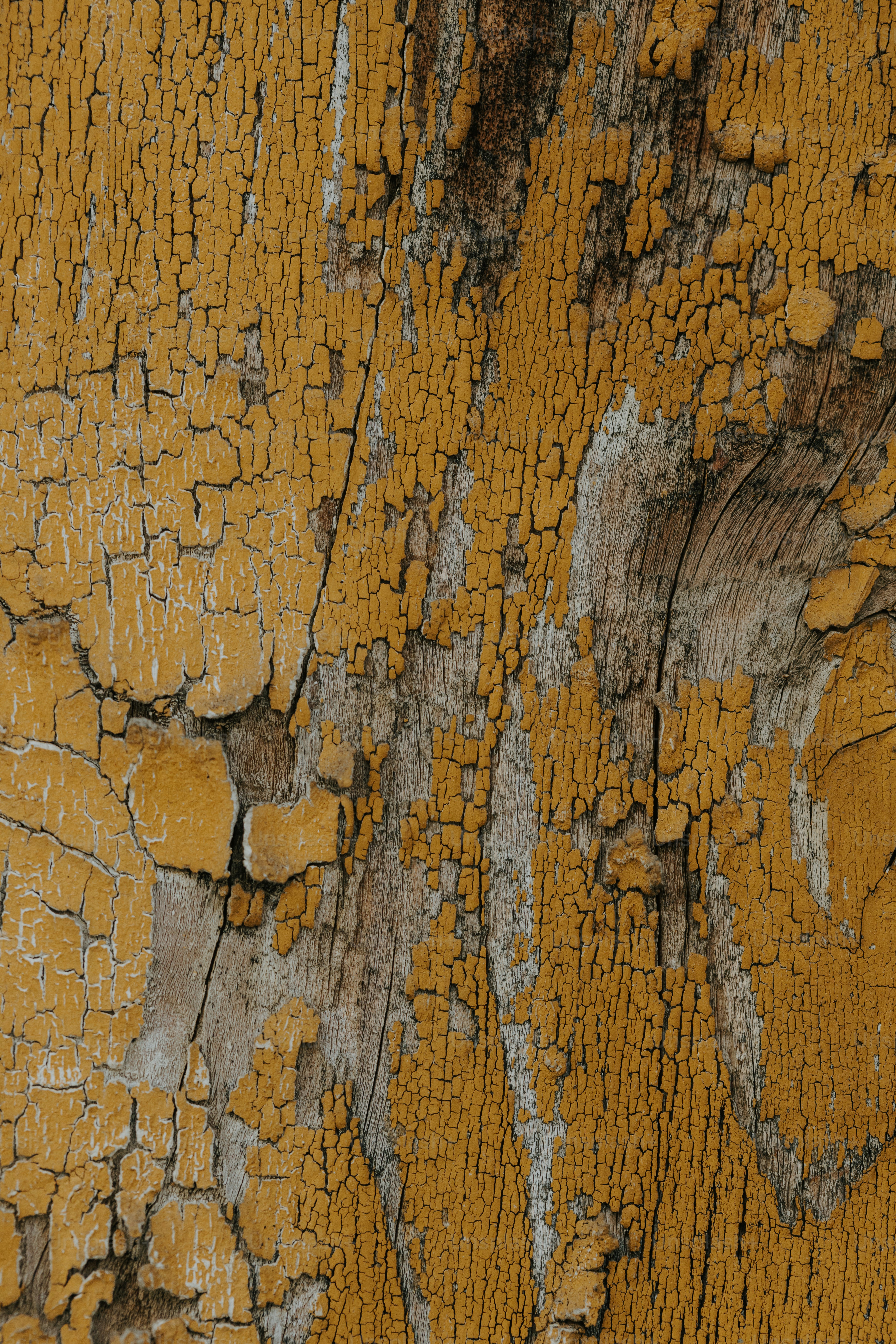 A close up of a tree with yellow paint photo – Wood surface Image on ...