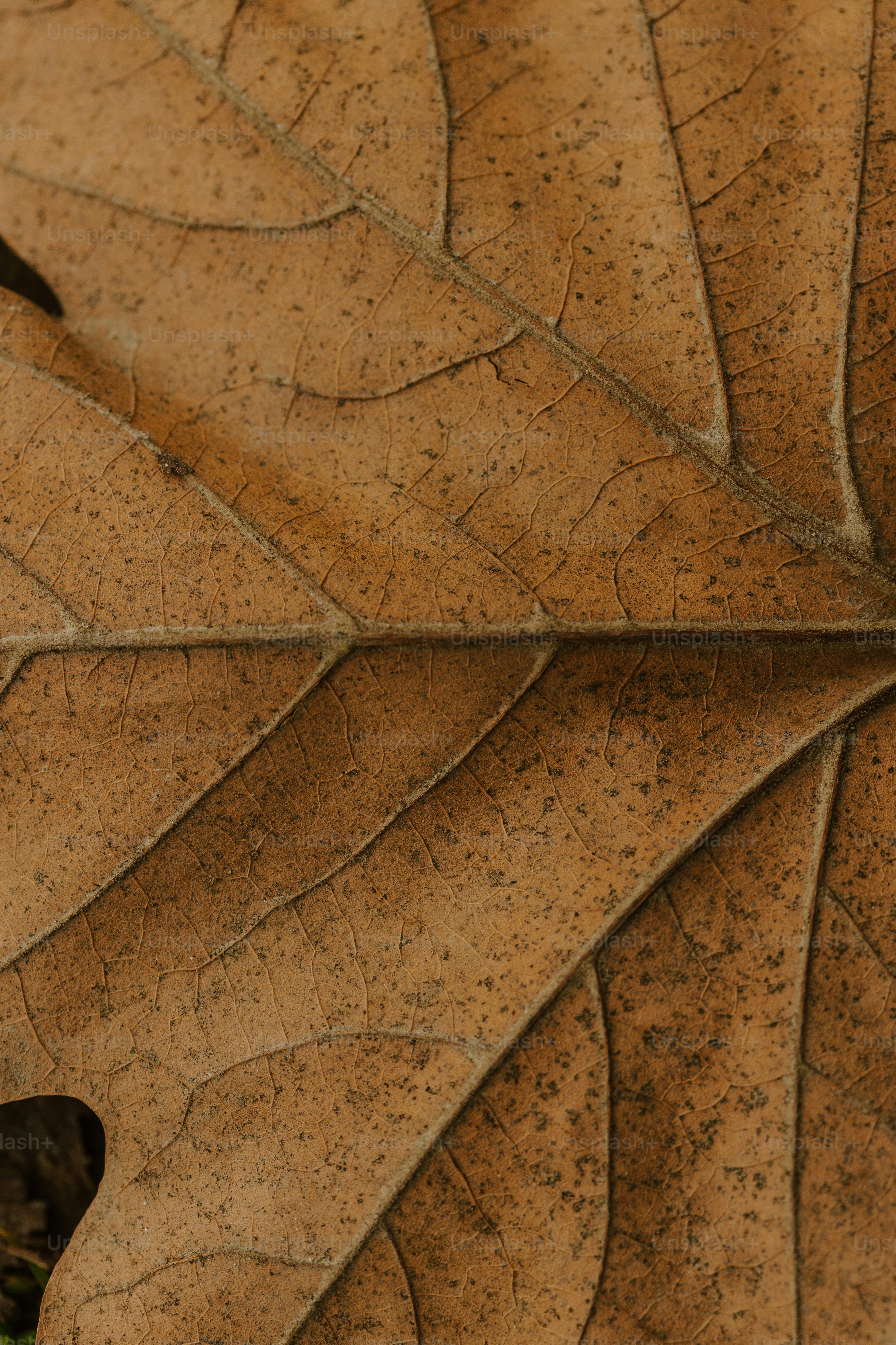 Dead Leaf Pictures | Download Free Images on Unsplash
