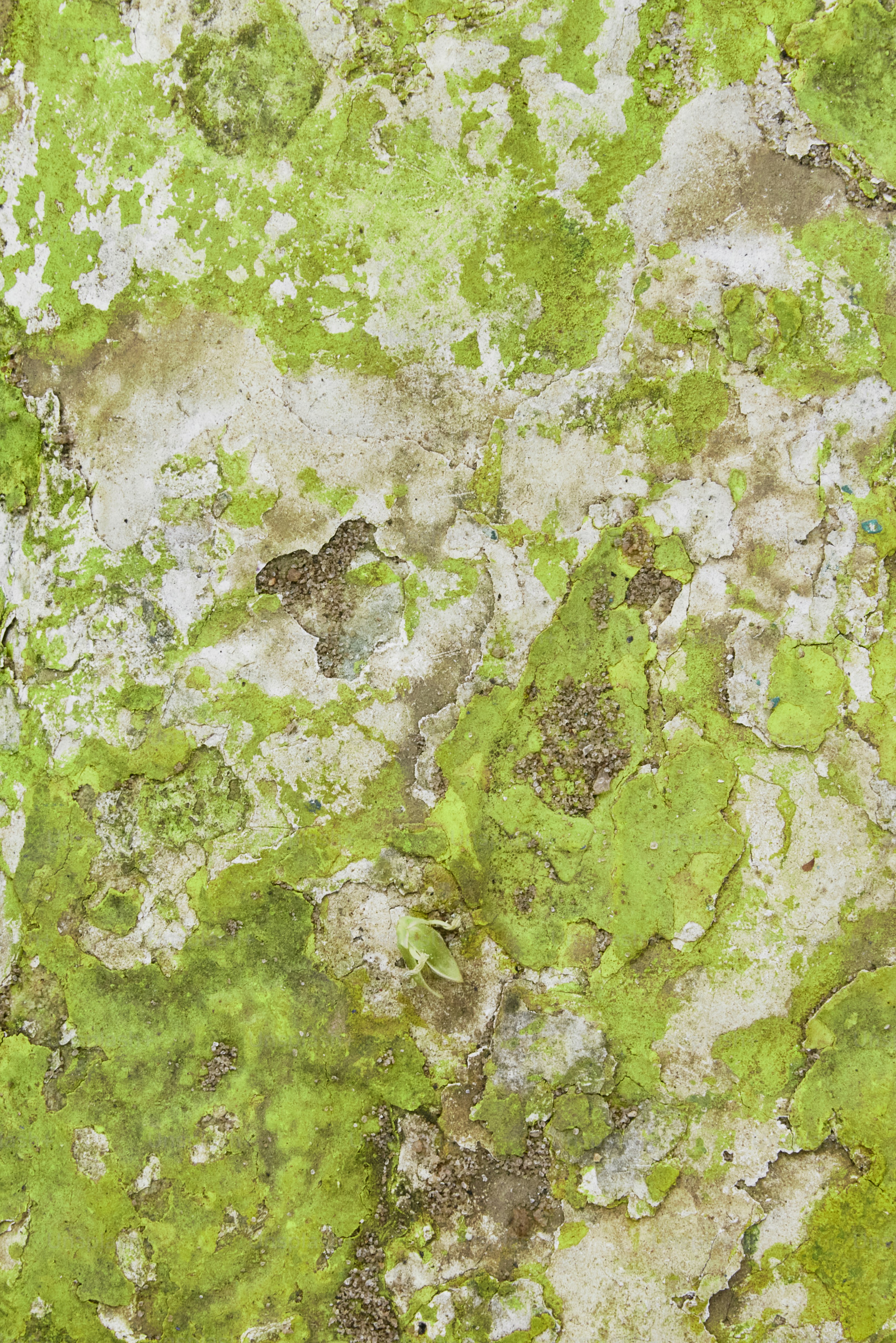 A close up of a green and white wall photo – Texture Image on Unsplash