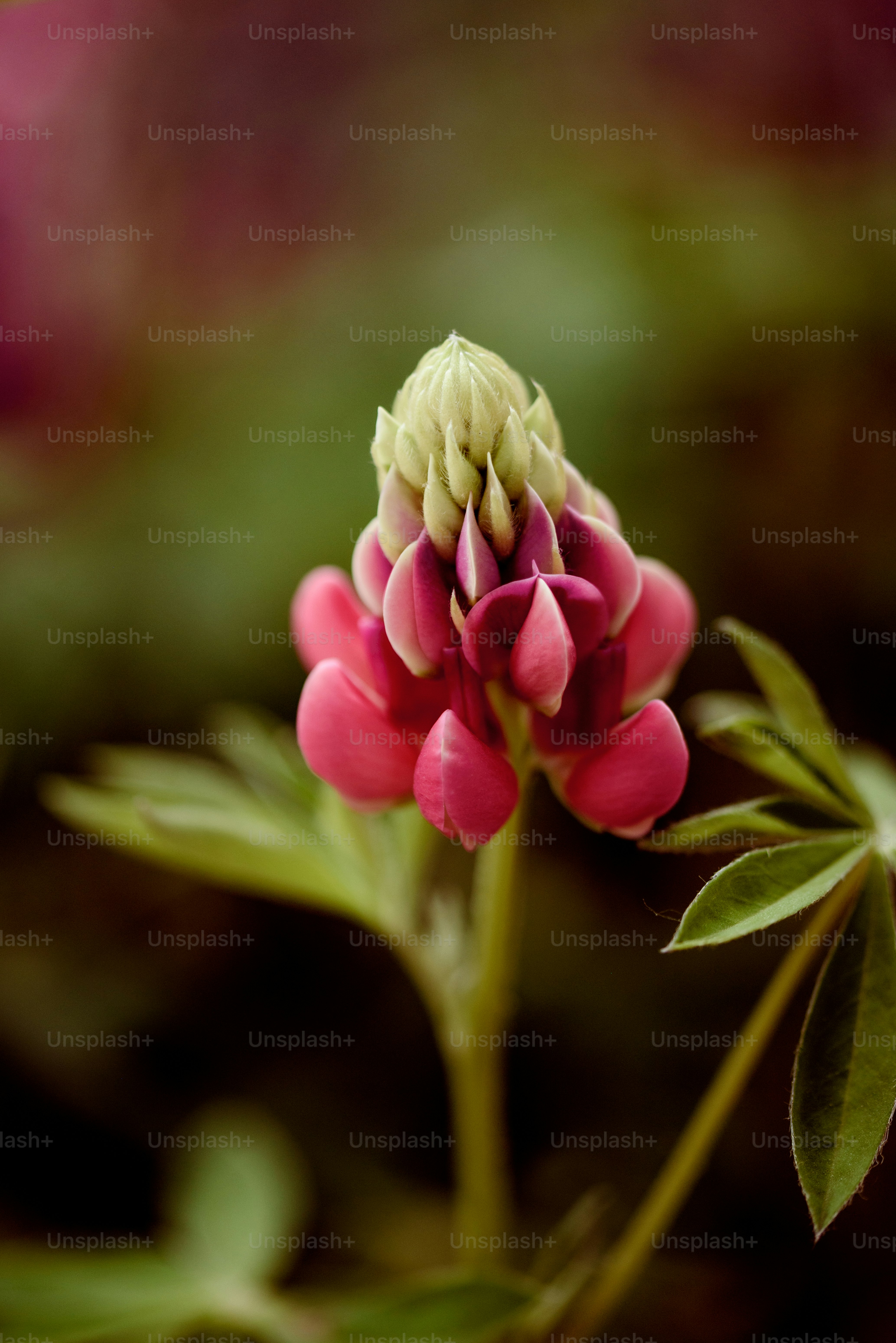 A close up of a pink flower with green leaves photo – Early spring ...