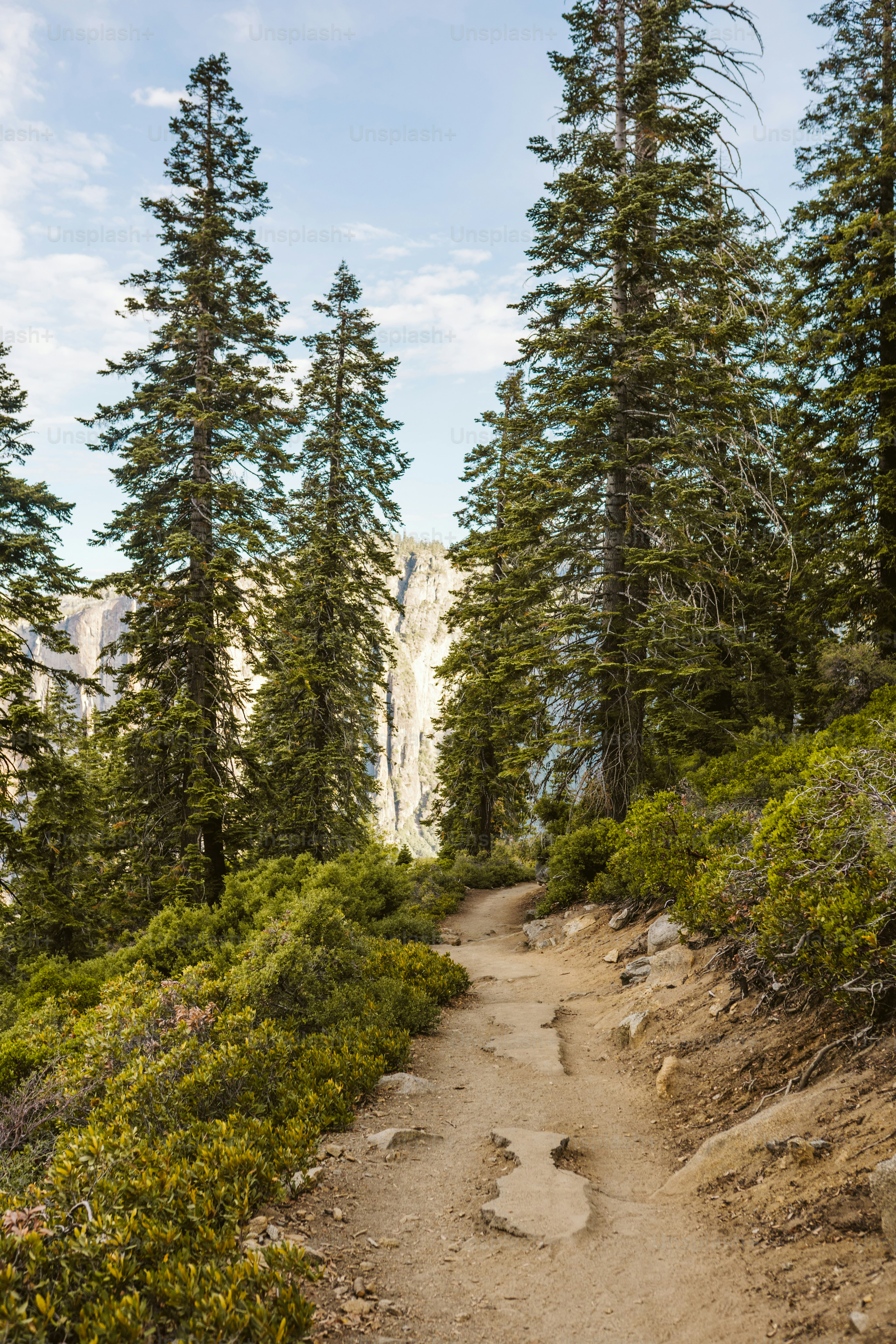 A dirt path in the middle of a forest photo – Path Image on Unsplash