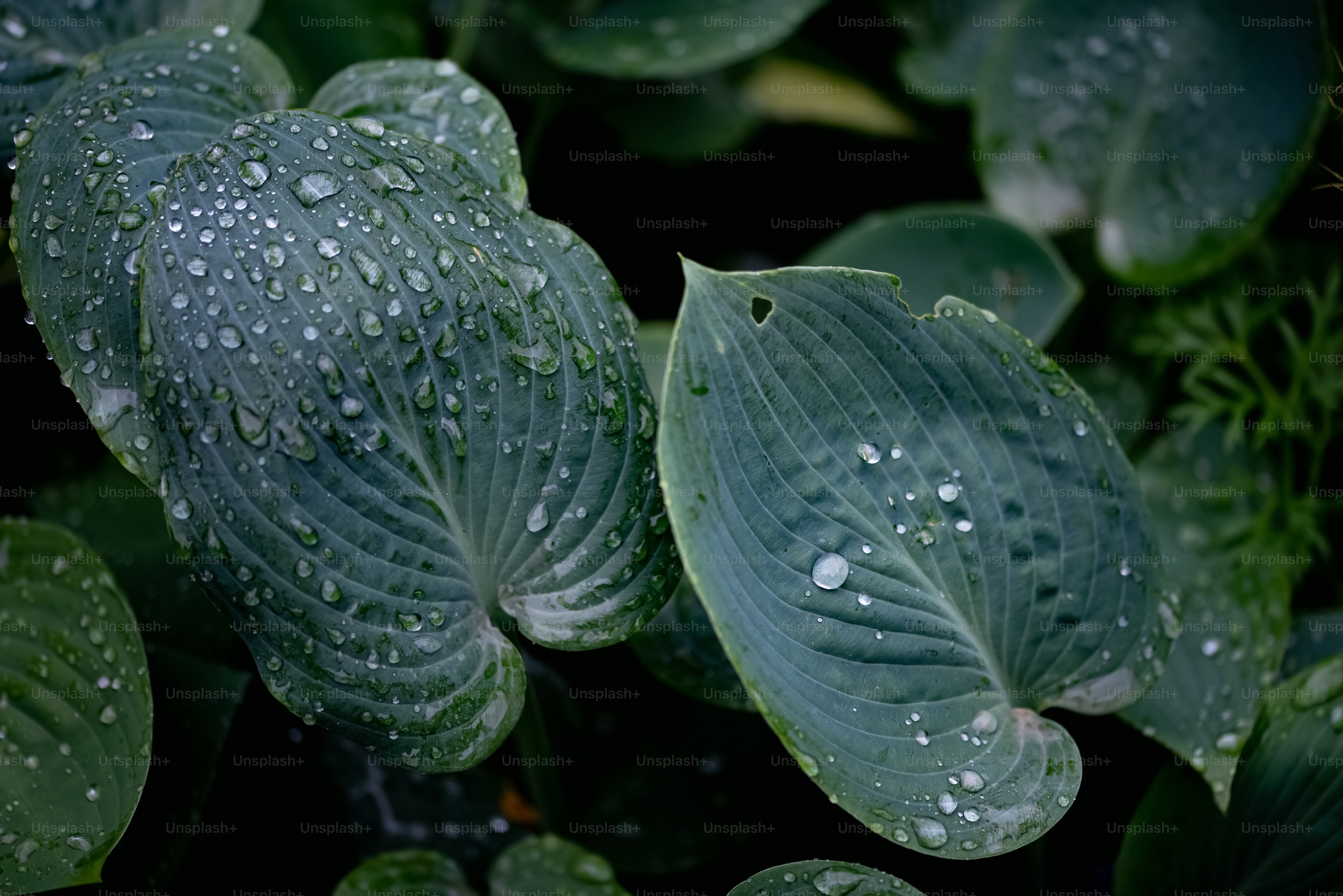 A close up of a plant with water droplets on it photo – Leaves Image on ...