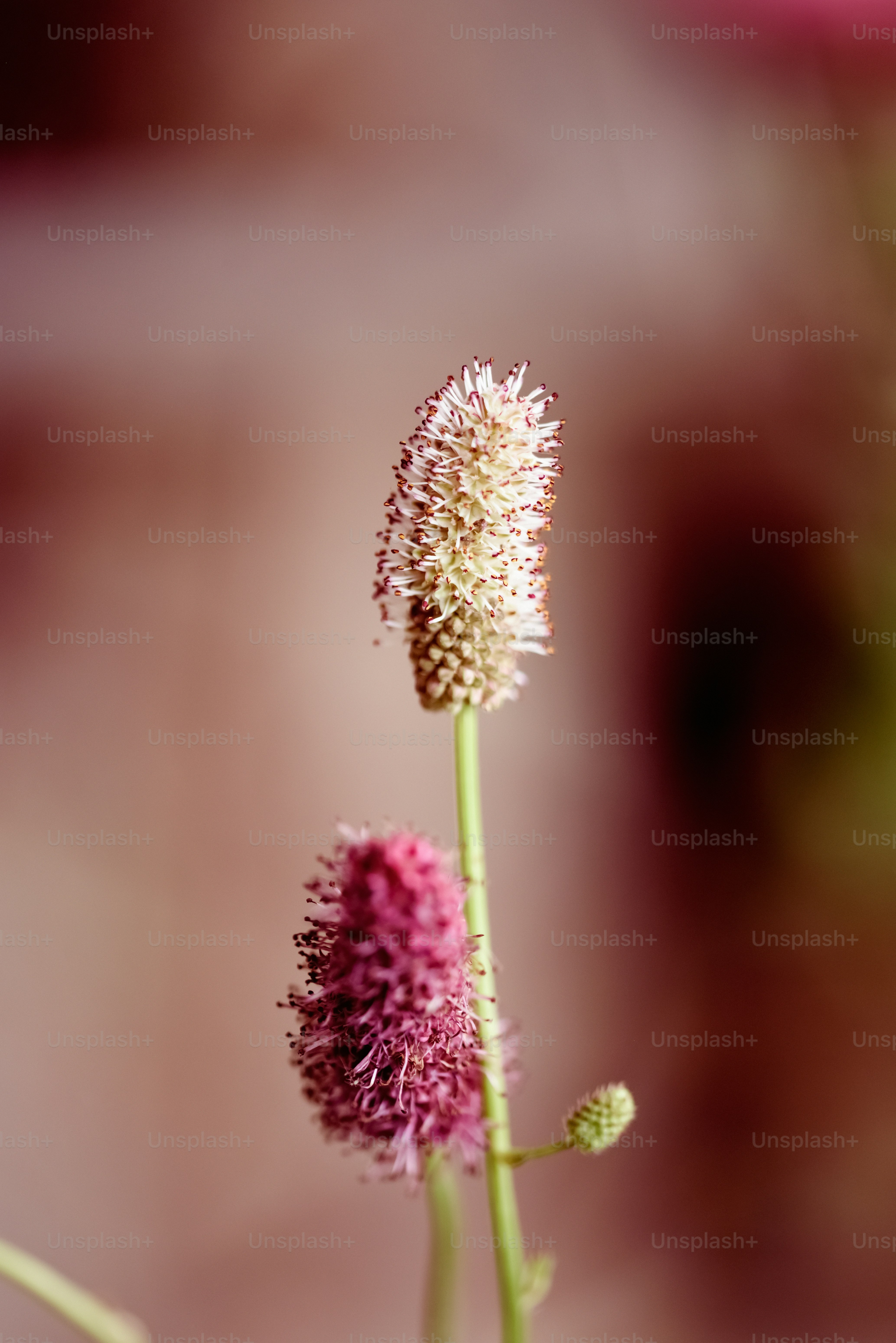 A close up of a flower with a blurry background photo – Nature Image on ...
