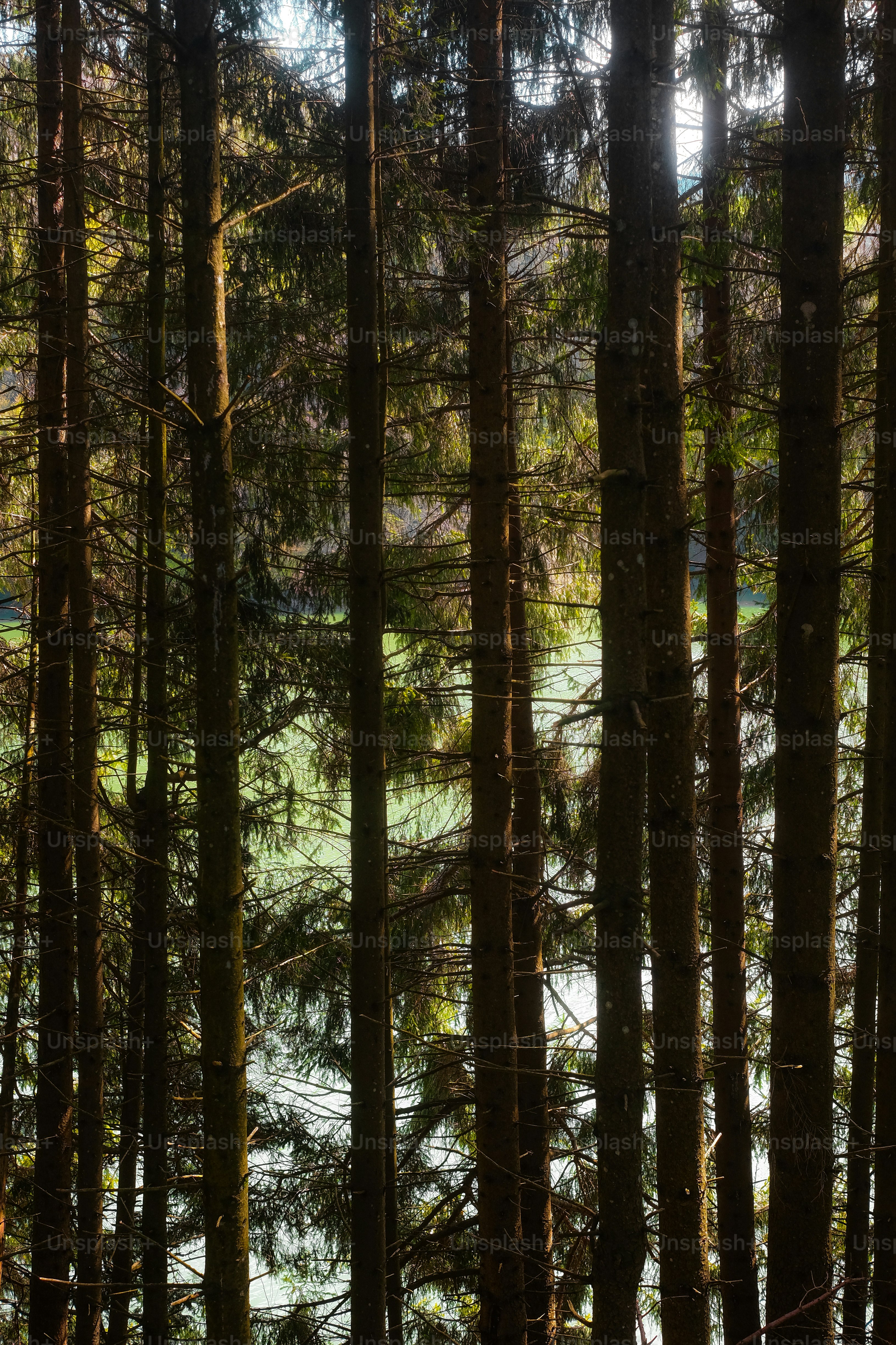 A forest filled with lots of tall pine trees photo – Autonomous ...