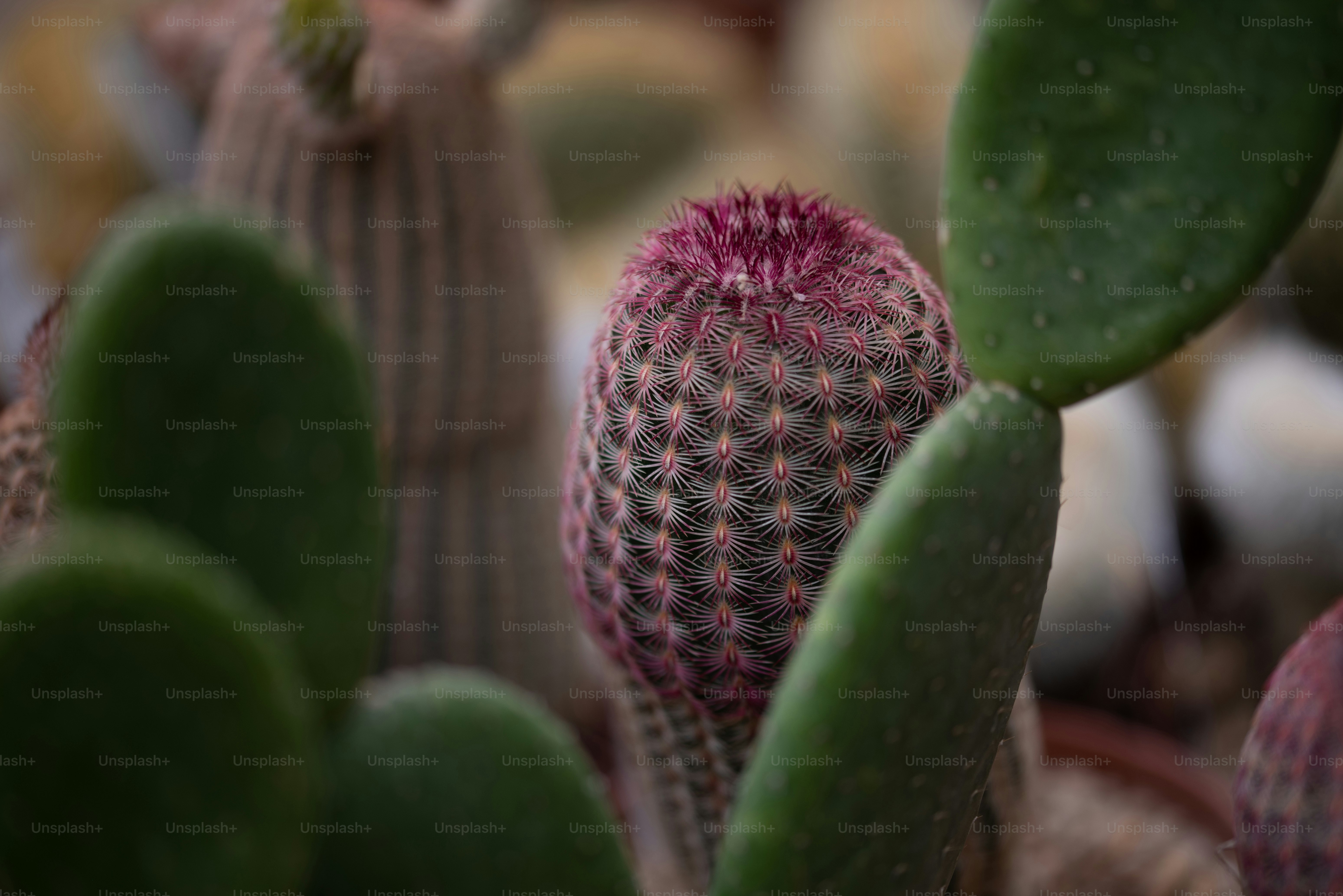 Un gros plan d’une plante de cactus avec d’autres plantes en arrière ...