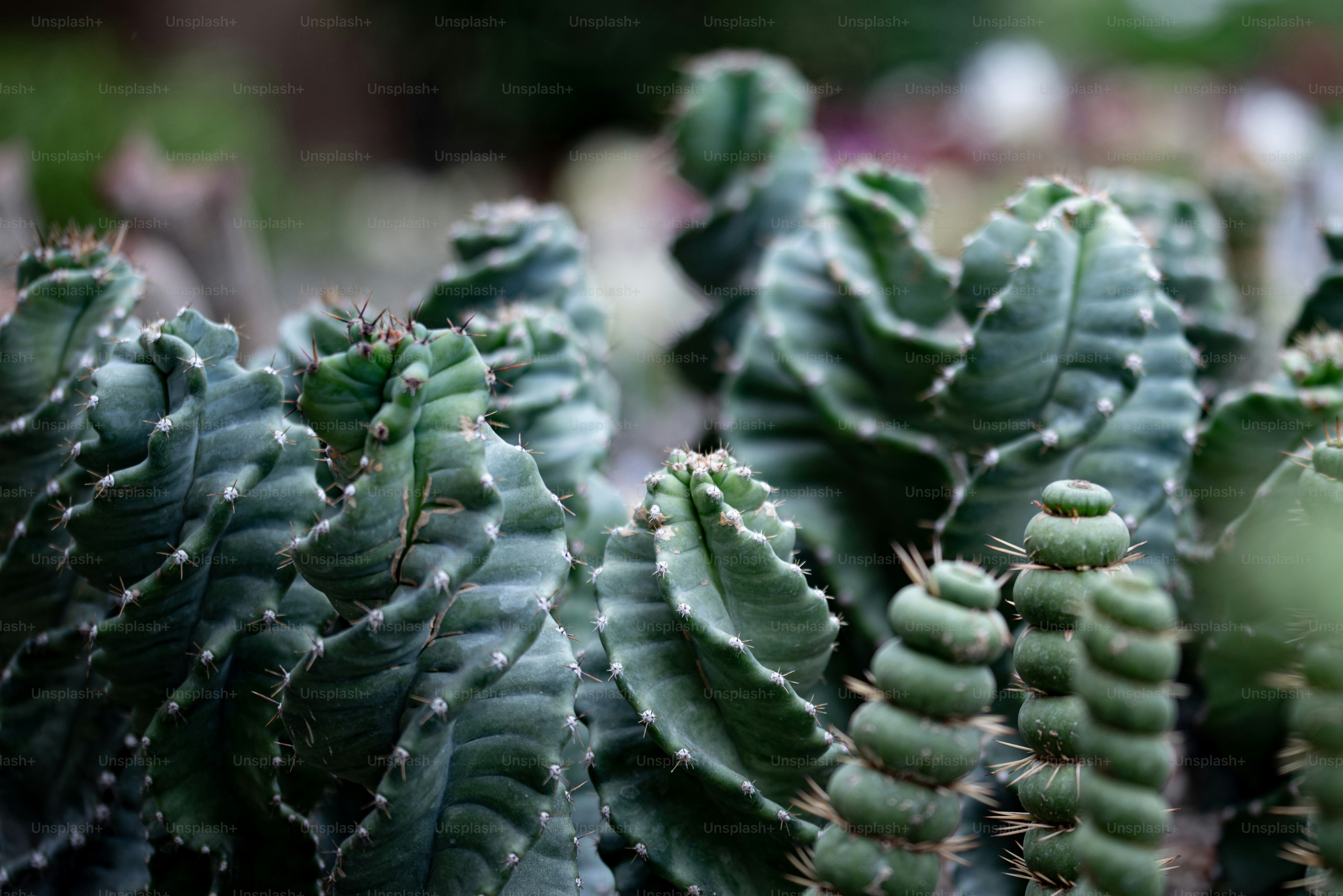 A close up of a bunch of cactus plants photo – Plants Image on Unsplash